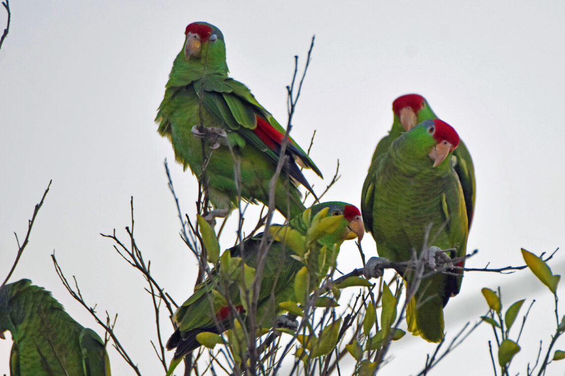 Red-crowned Parrot - Big Year Birding