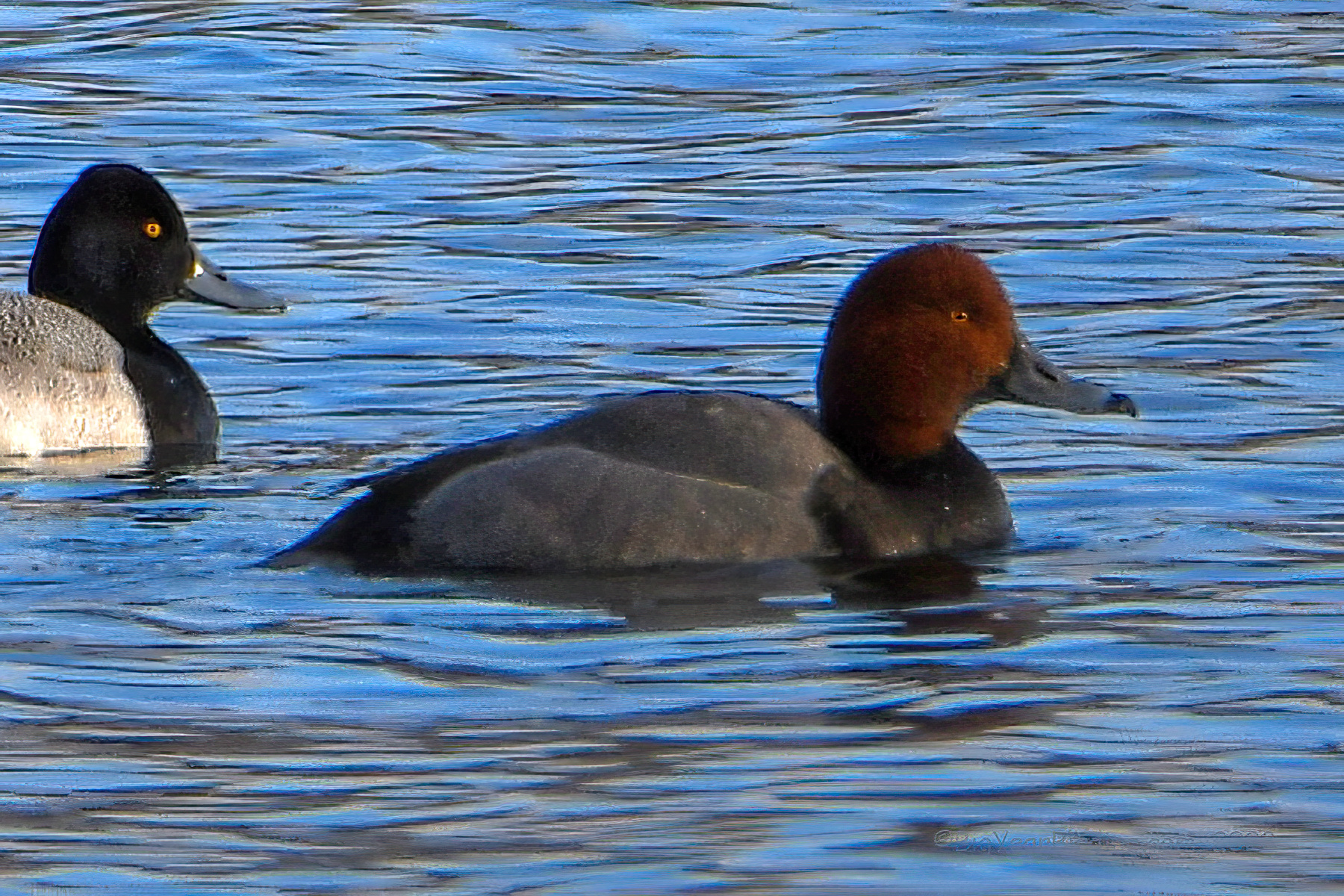 Redhead - Big Year Birding