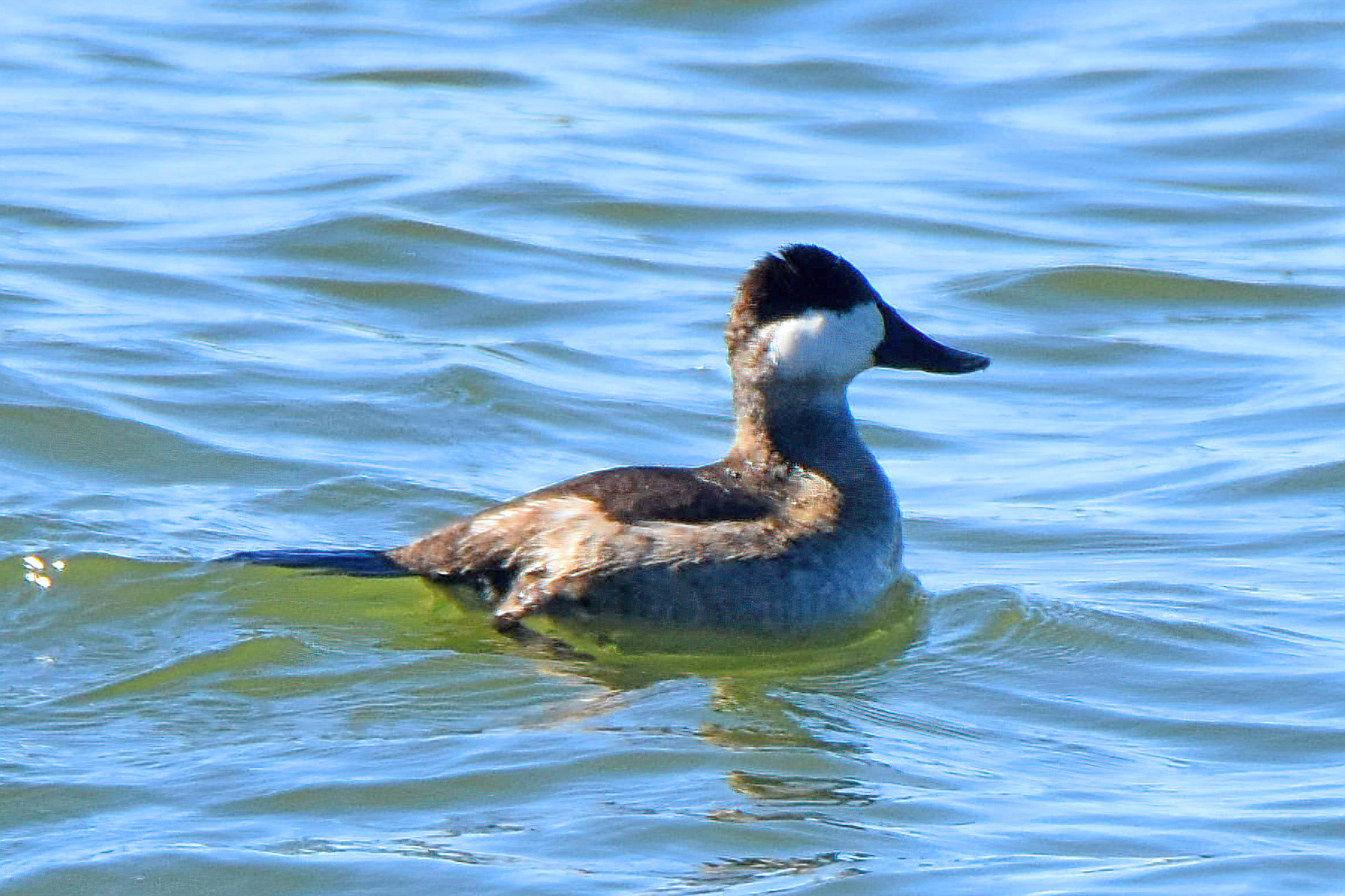 Ruddy Duck - Big Year Birding