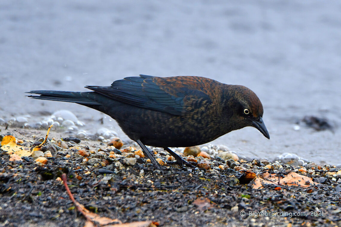 Rusty Blackbird - Big Year Birding