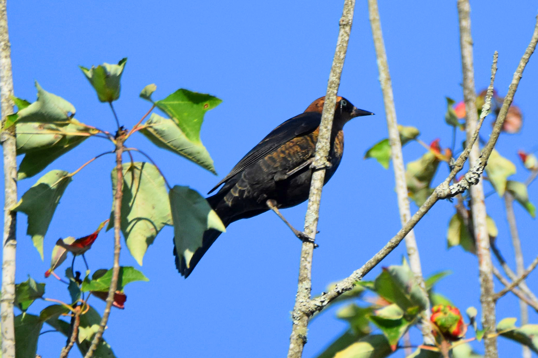 Rusty Blackbird - Big Year Birding