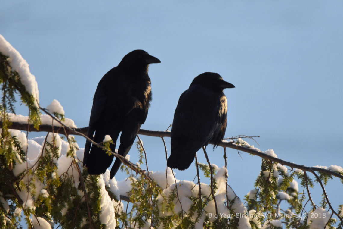 American Crow - Big Year Birding