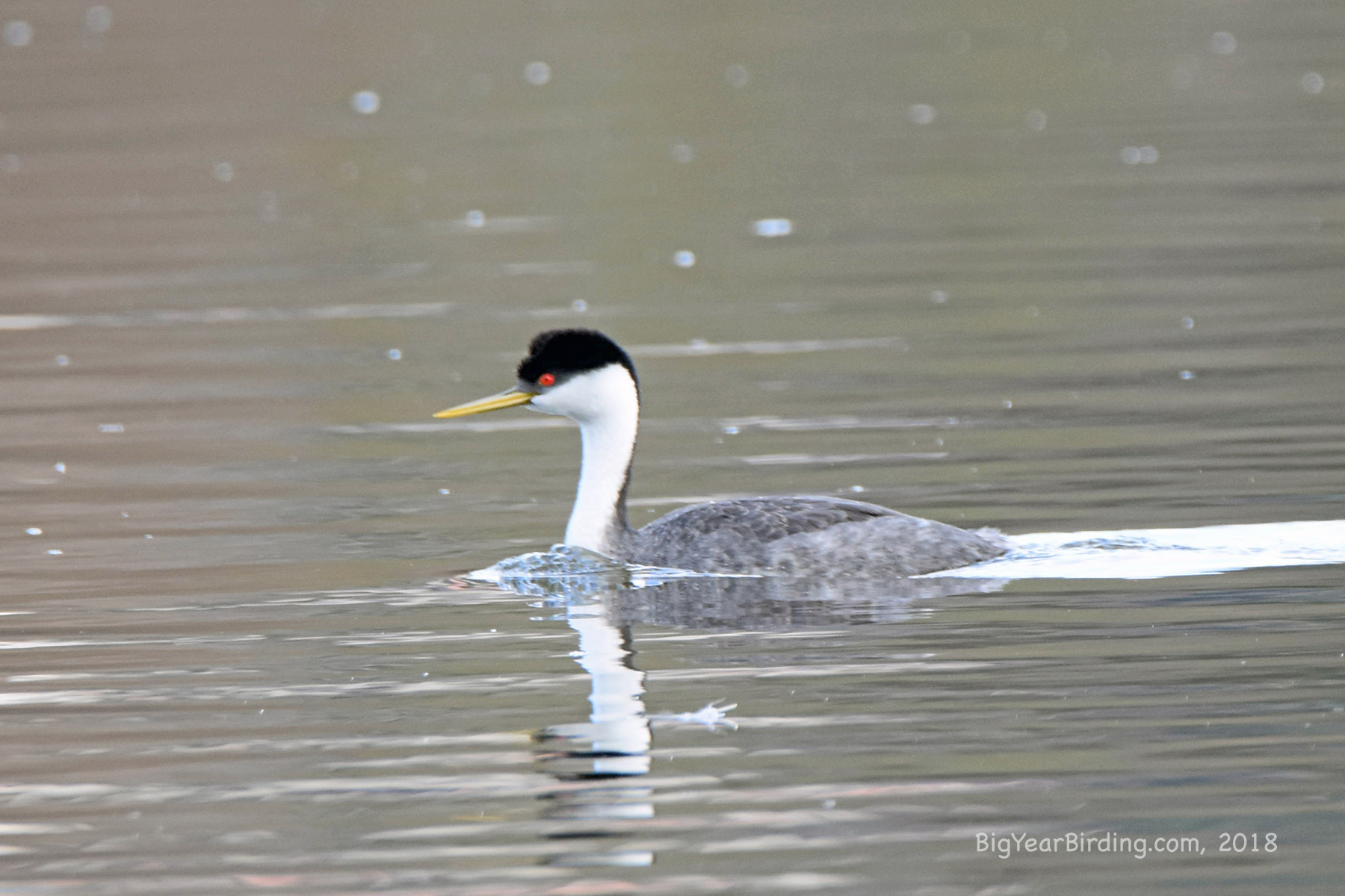 Western Grebe - Big Year Birding