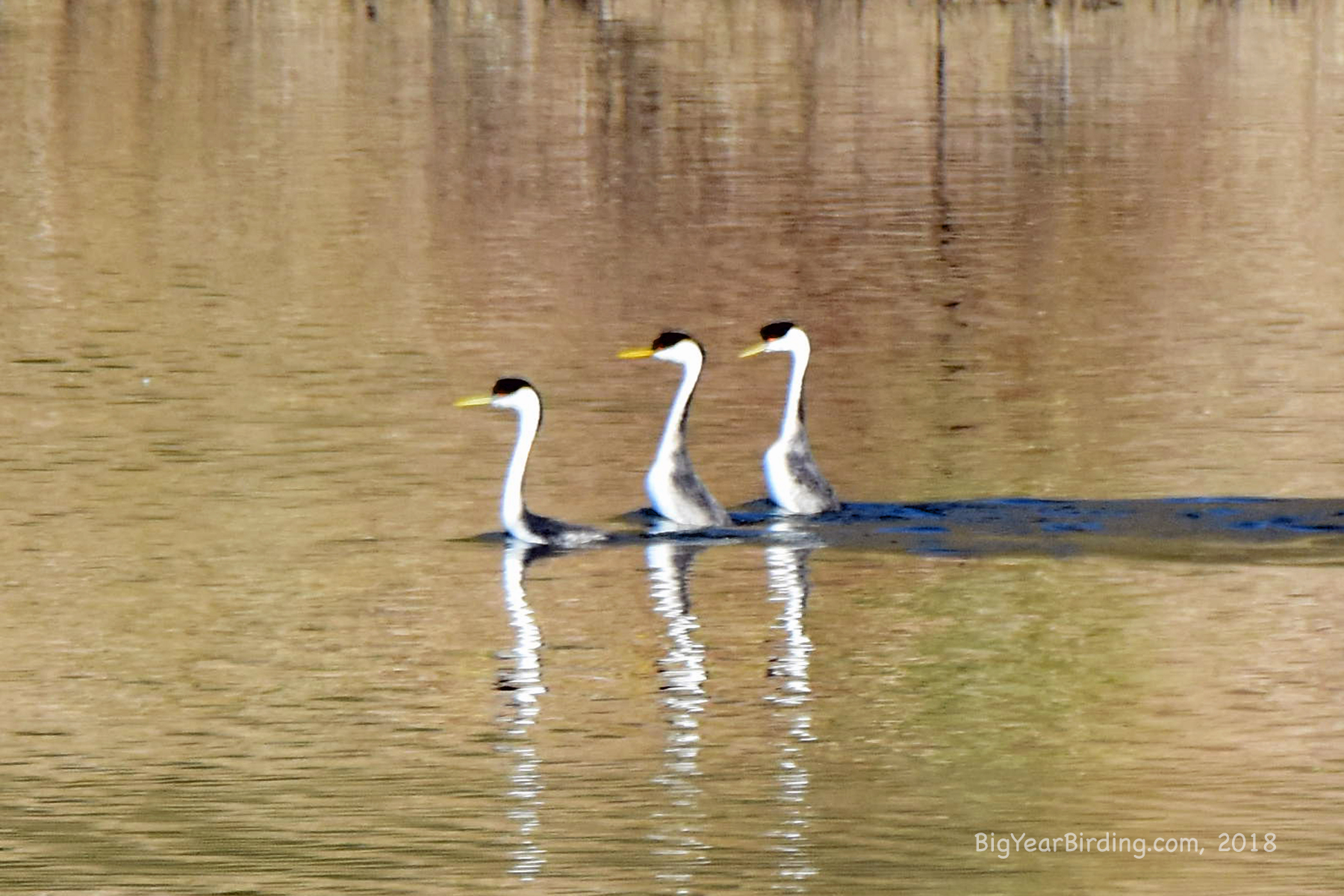 Grebes (8) - Big Year Birding
