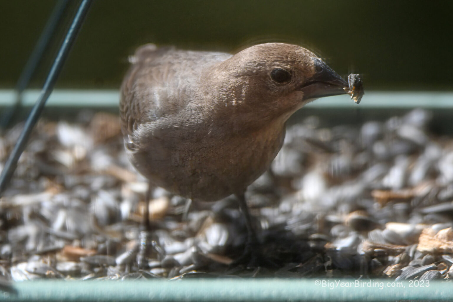 Brown-headed Cowbird - Big Year Birding