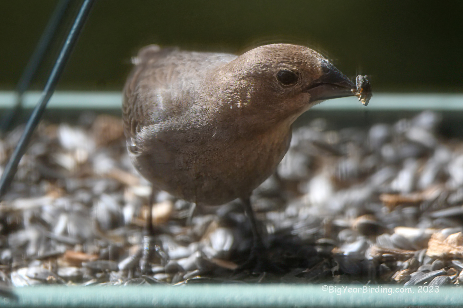 Brown-headed Cowbird - Big Year Birding