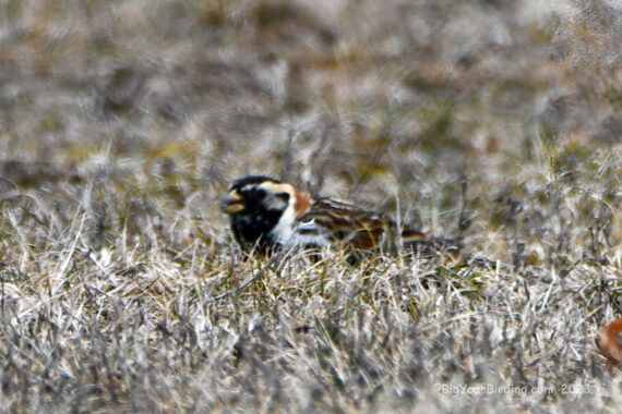 Lapland Longspur - Big Year Birding