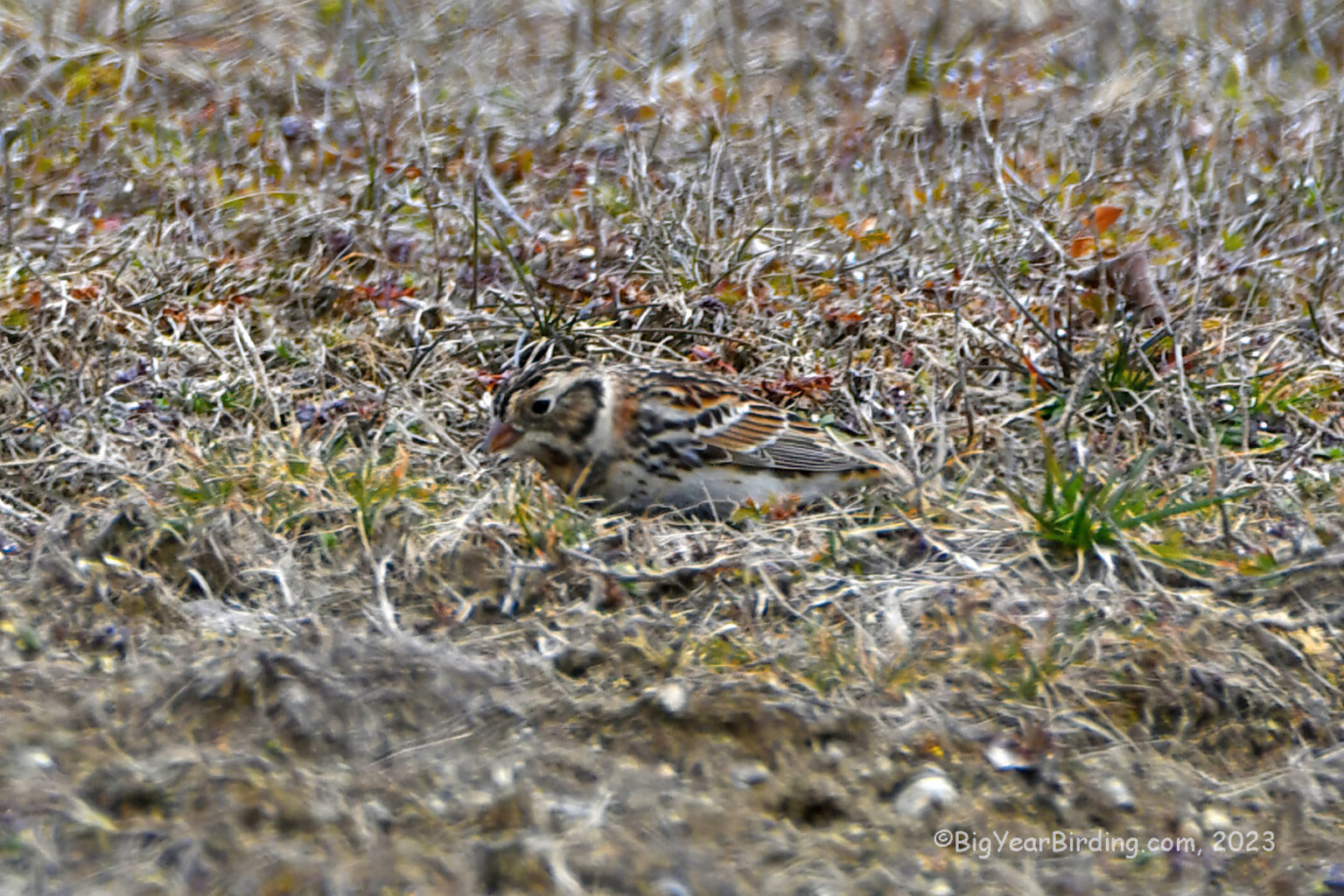 Lapland Longspur - Big Year Birding
