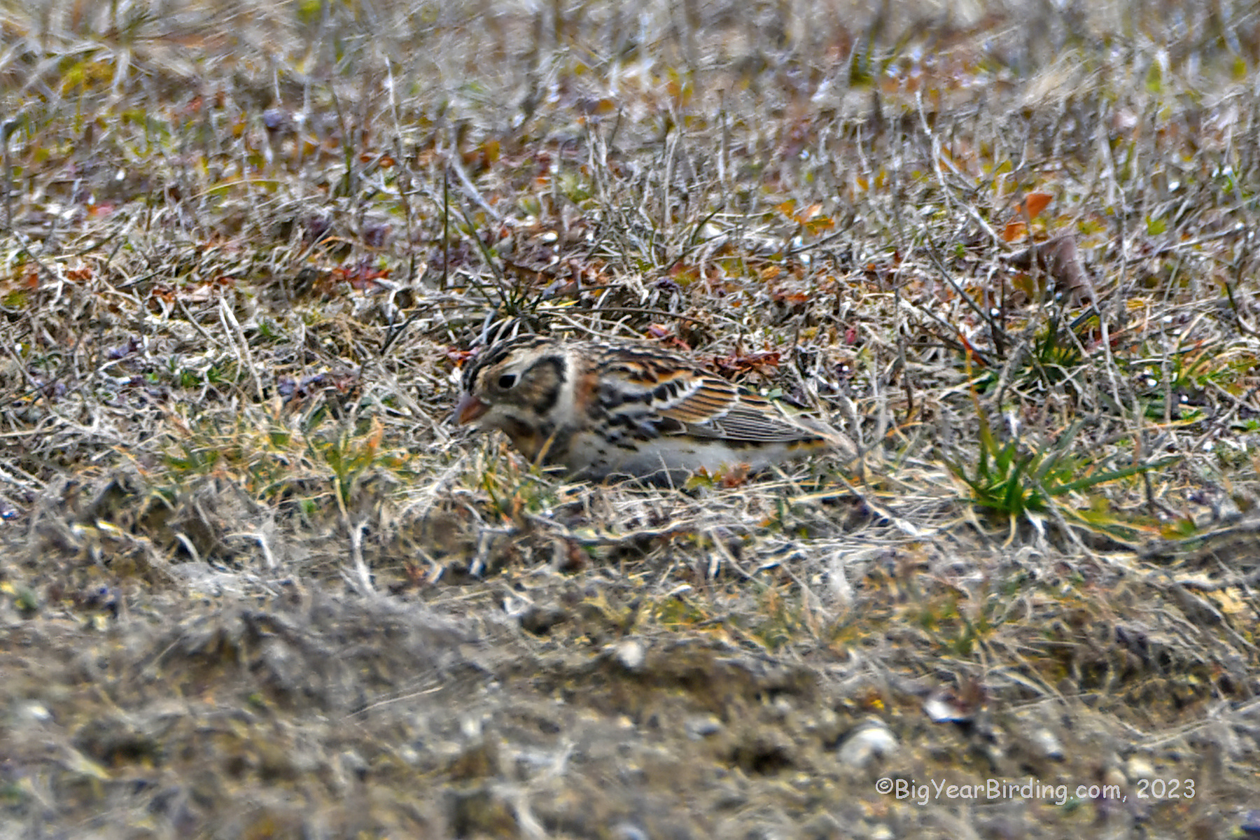 Lapland Longspur - Big Year Birding