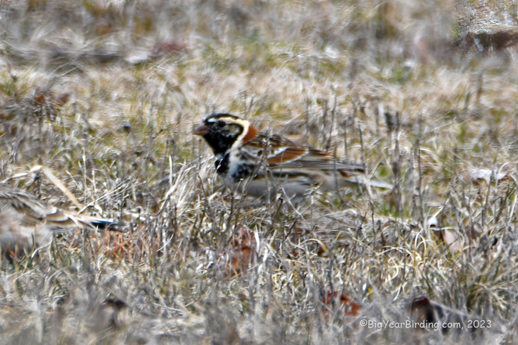 Lapland Longspur - Big Year Birding