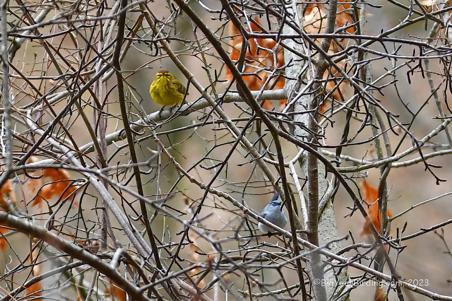 Brown-headed Cowbird - Big Year Birding
