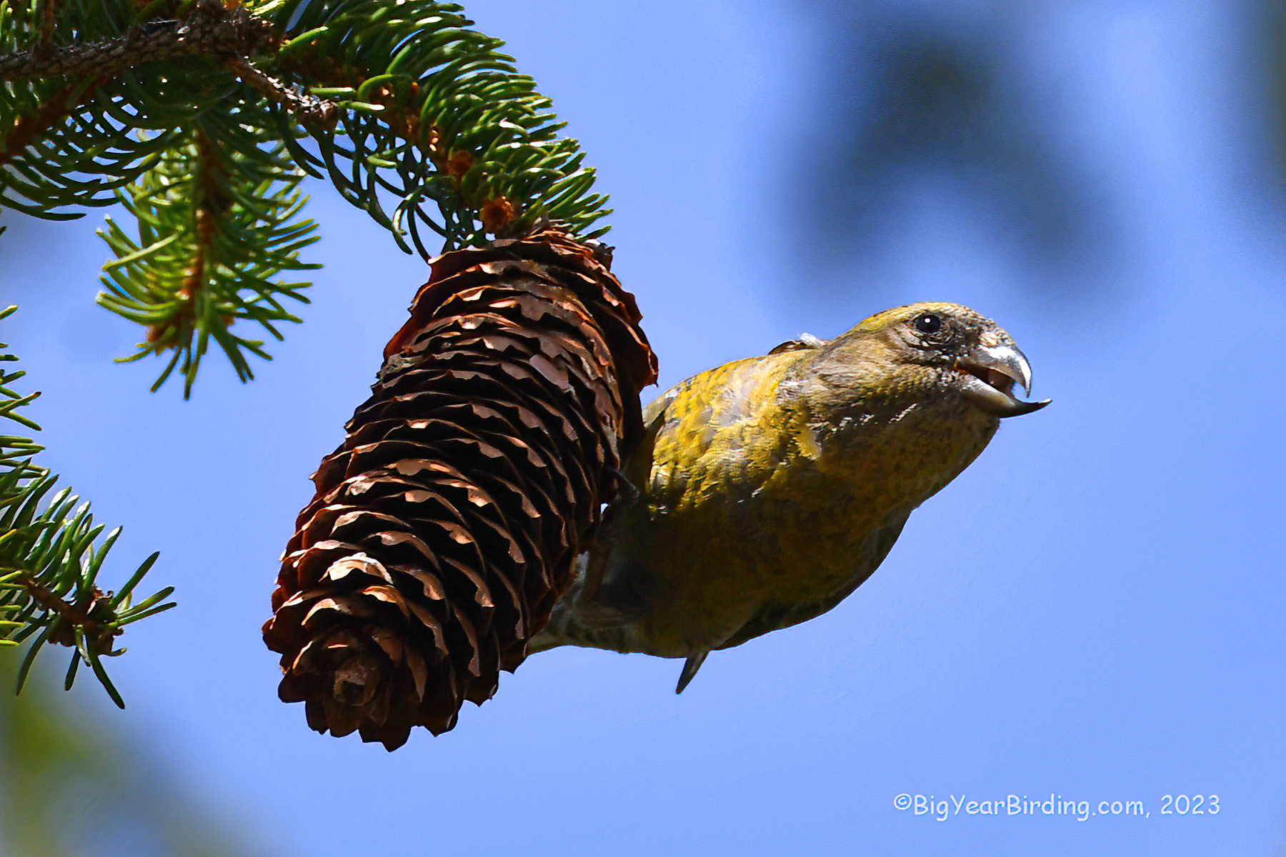 Red Crossbill - Big Year Birding