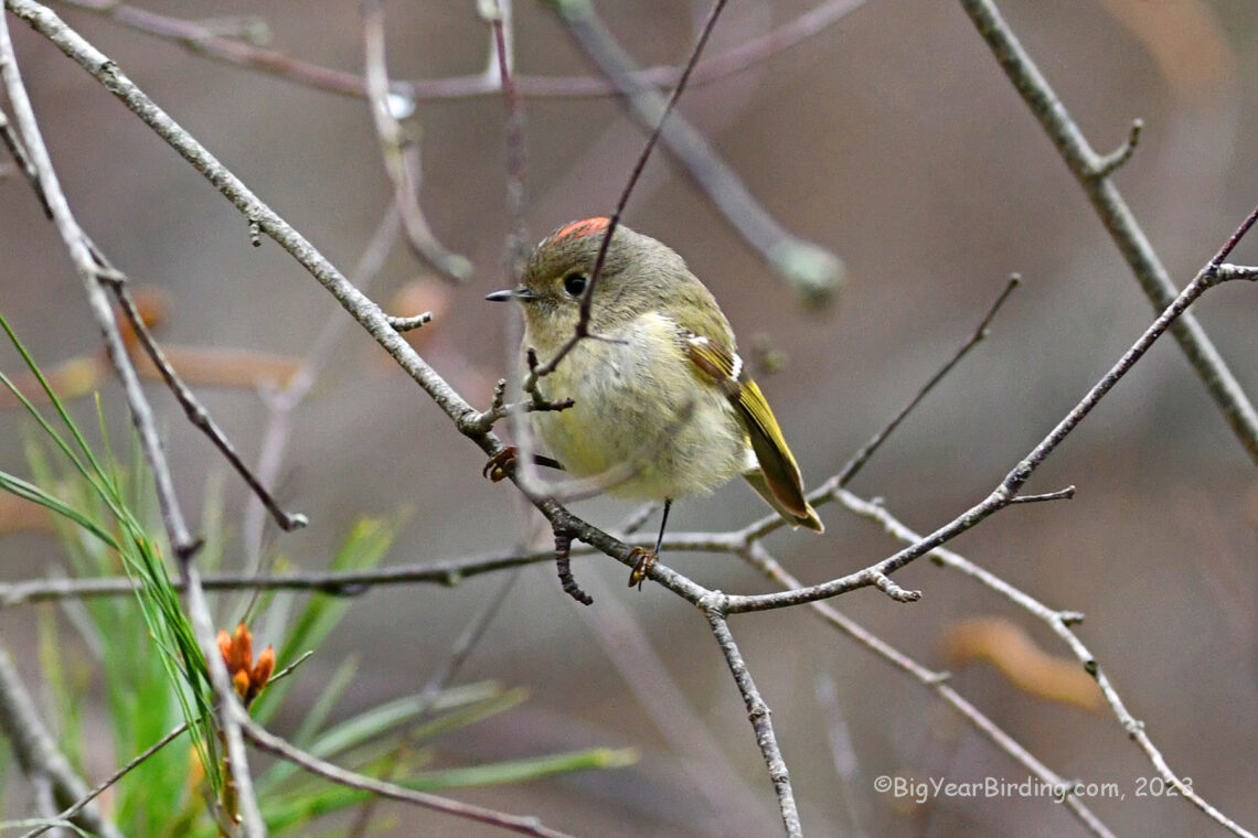 Brown-headed Cowbird - Big Year Birding