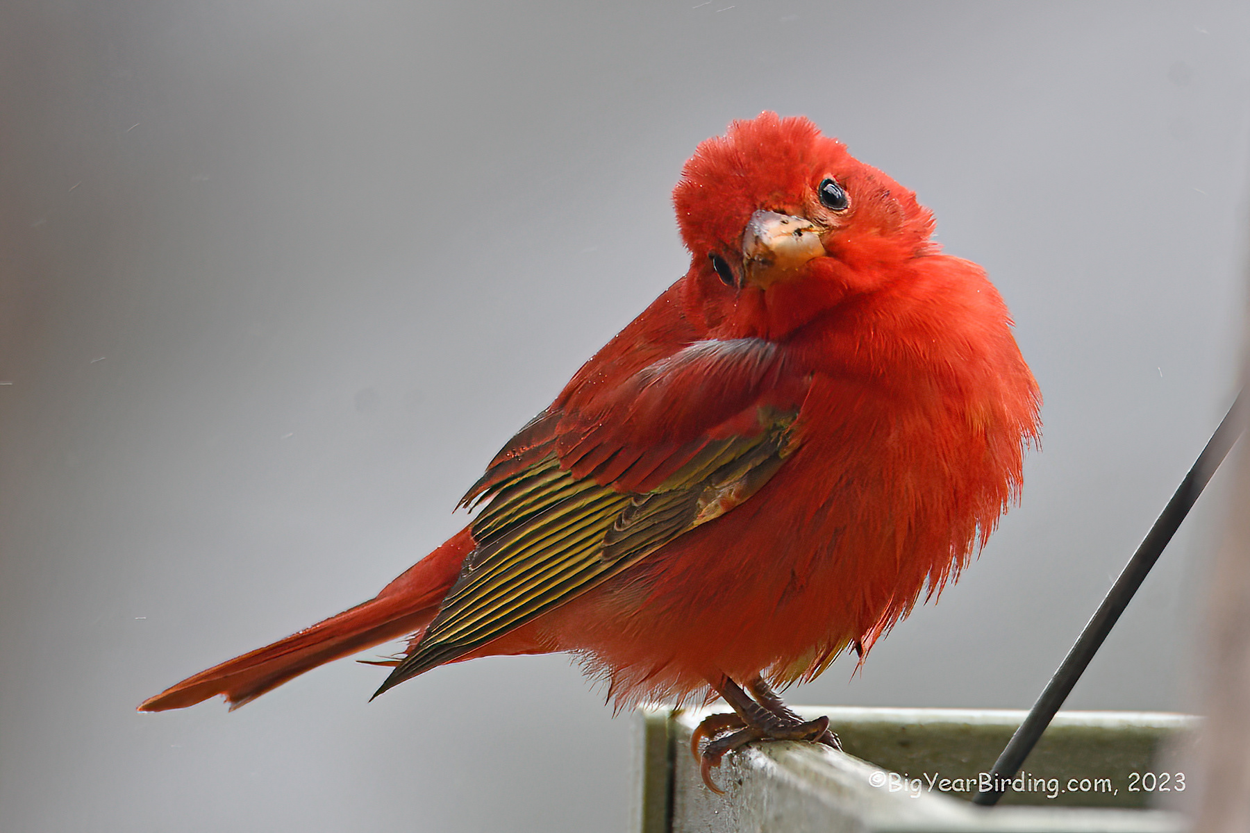Summer Tanager in Maine - Big Year Birding