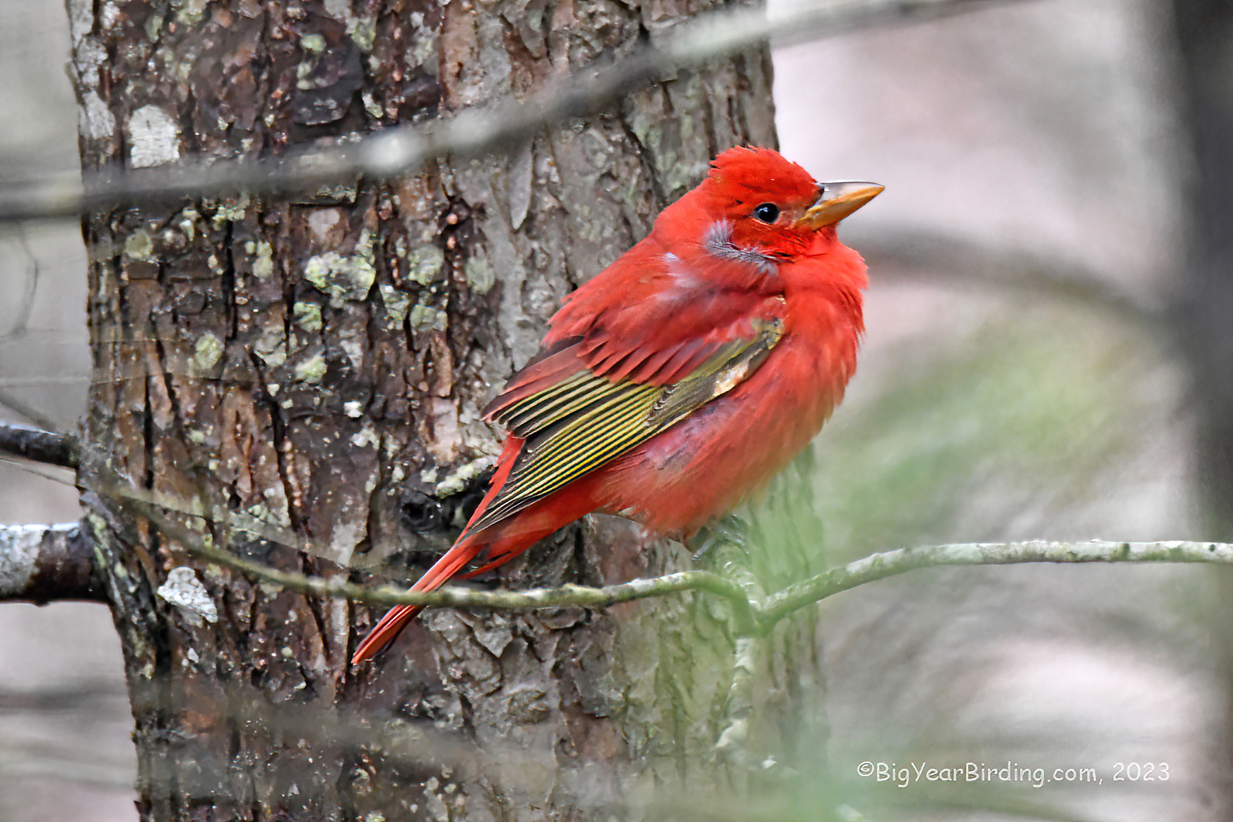 Summer Tanager in Maine - Big Year Birding