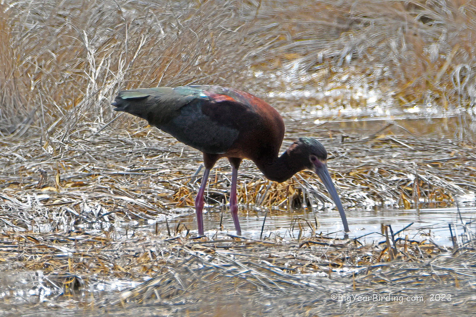 White-faced Ibis - Big Year Birding