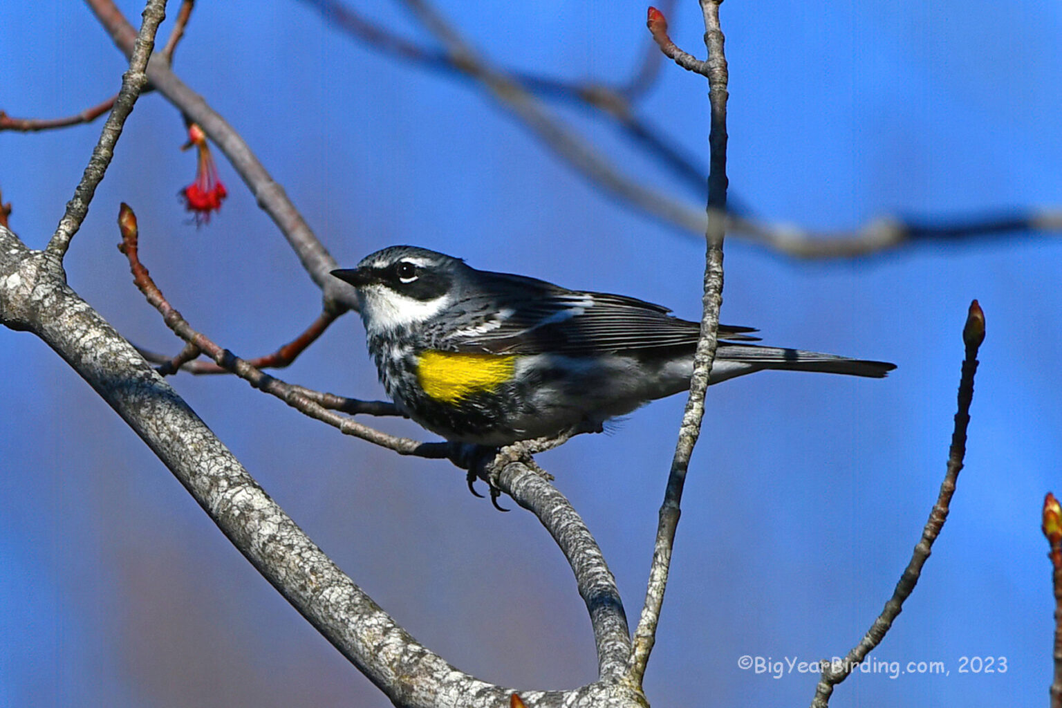 Brown-headed Cowbird - Big Year Birding
