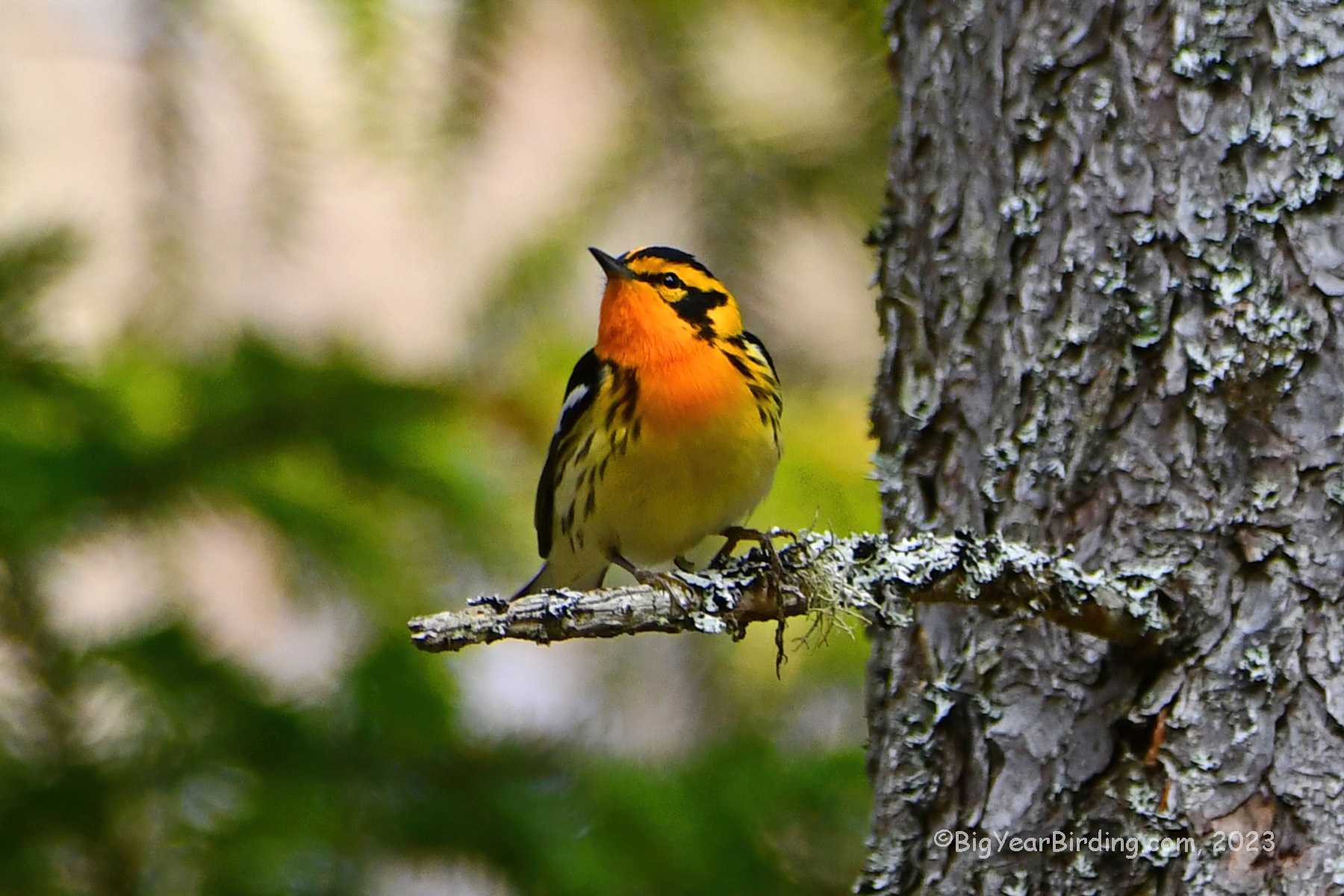 Blackburnian Warbler - Big Year Birding