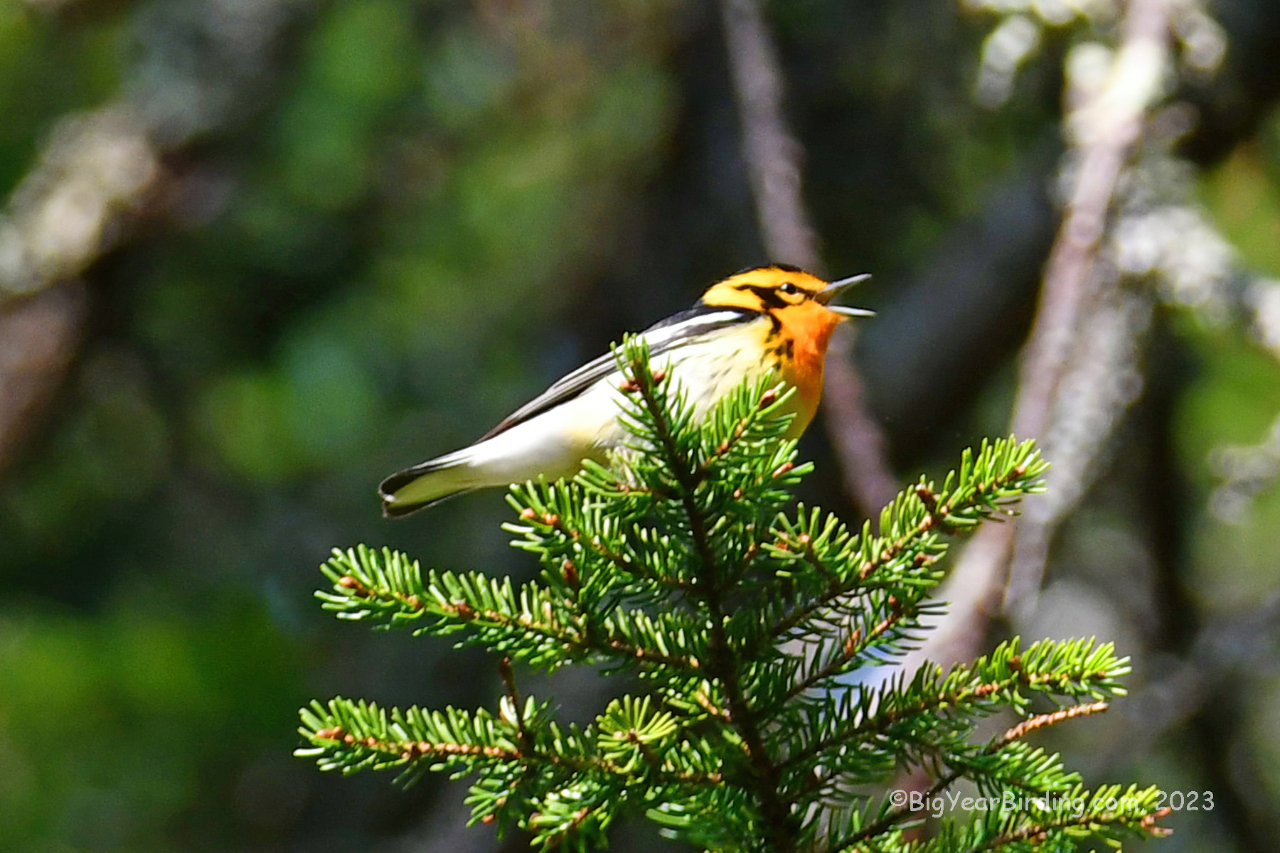 Blackburnian Warbler - Big Year Birding