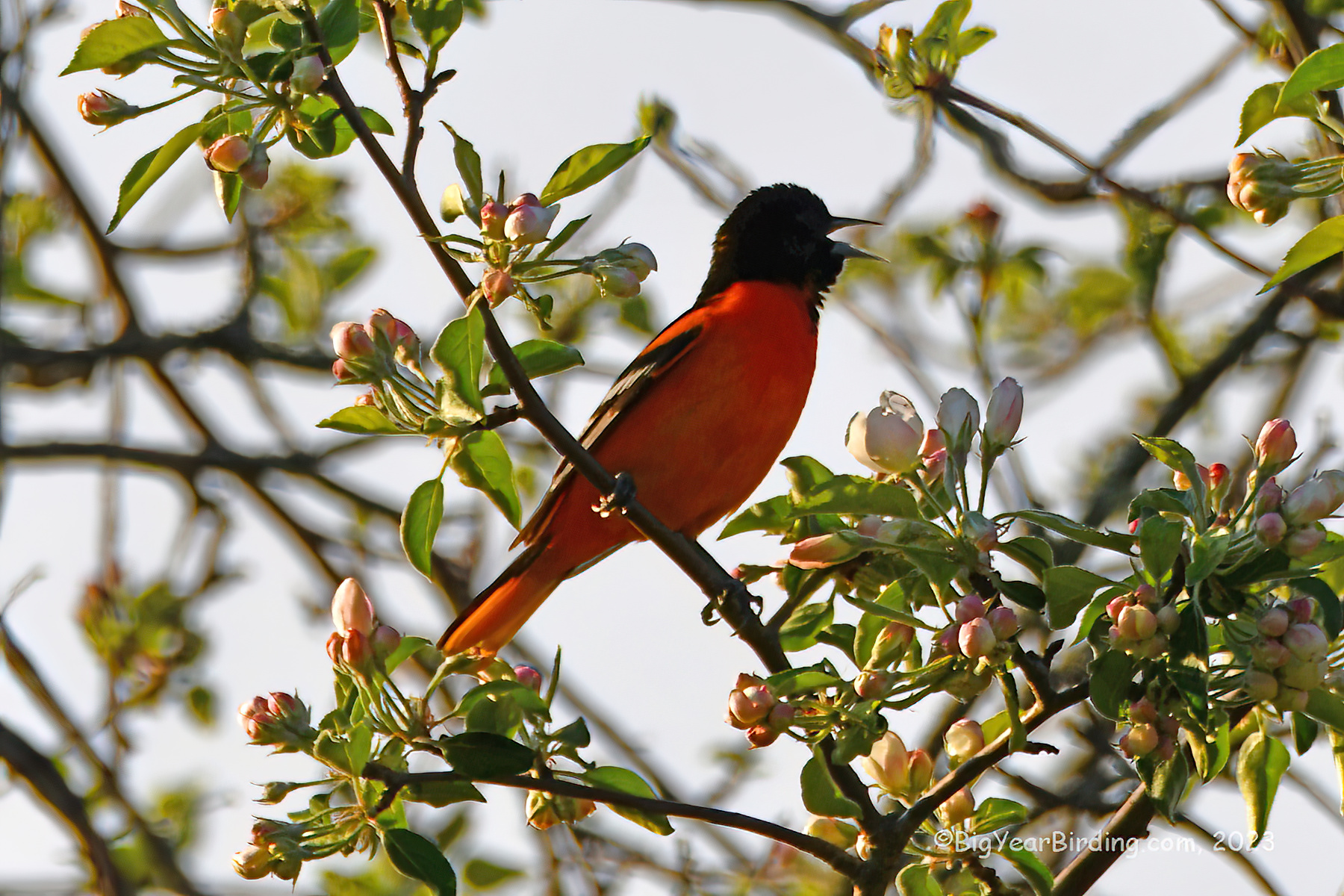 Spring Migration . . . at last!!! - Big Year Birding