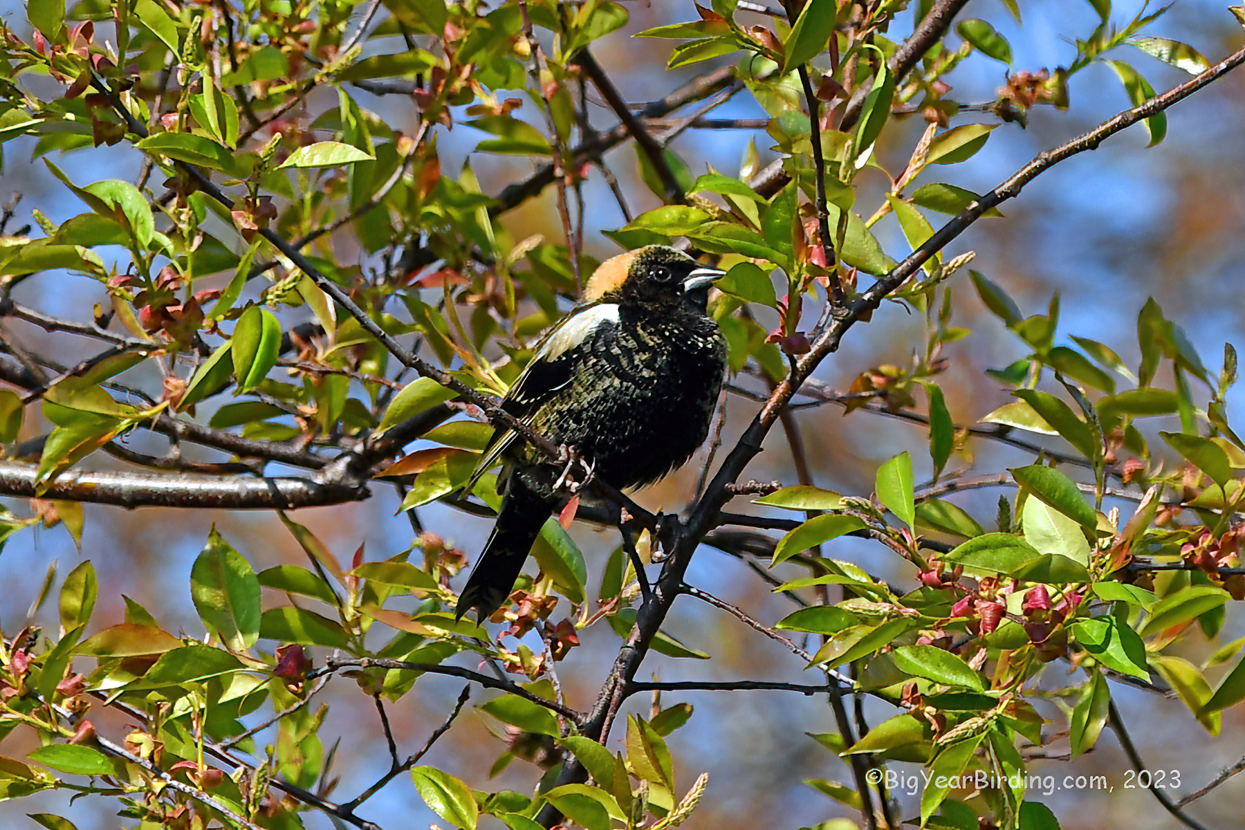 Spring Migration . . . at last!!! - Big Year Birding