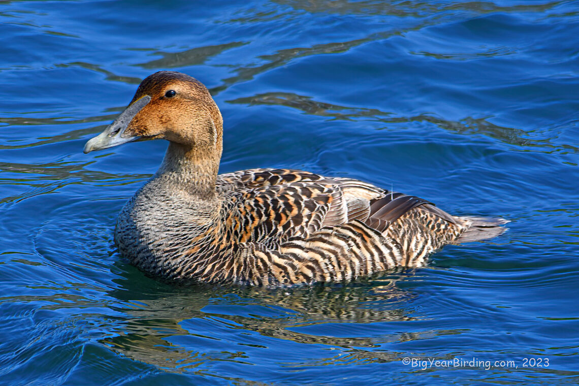 Common Eider - Big Year Birding