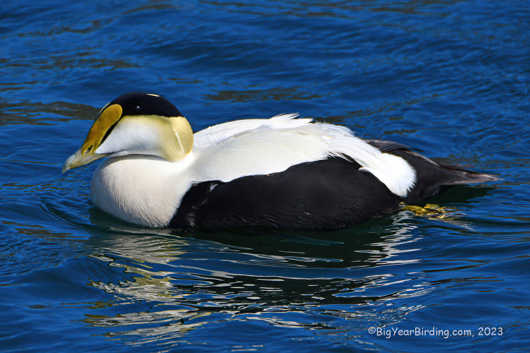 Common Eider - Big Year Birding