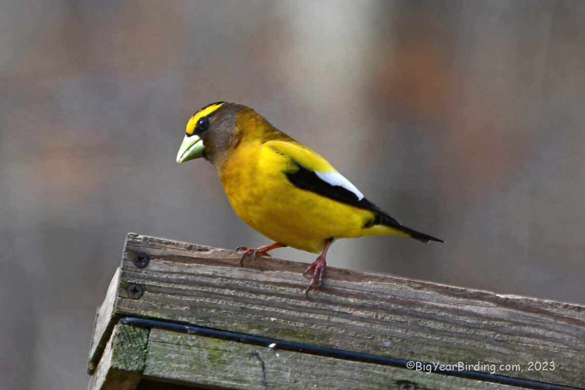 Evening Grosbeaks - Big Year Birding