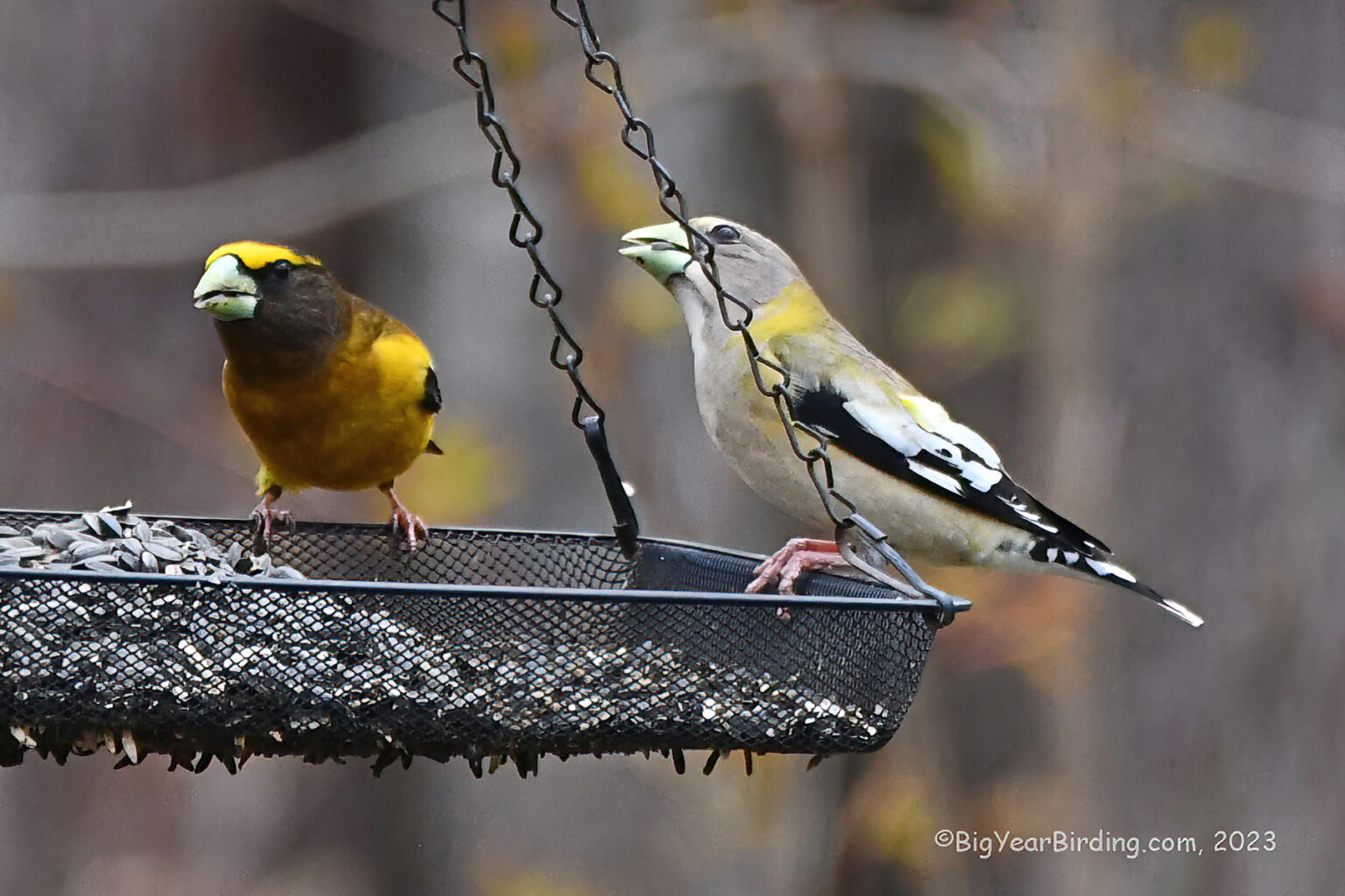 Evening Grosbeaks - Big Year Birding