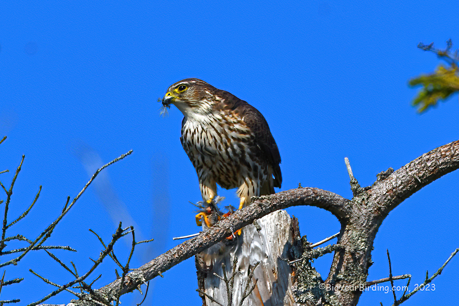 Falcons and Kestrels (4) - Big Year Birding