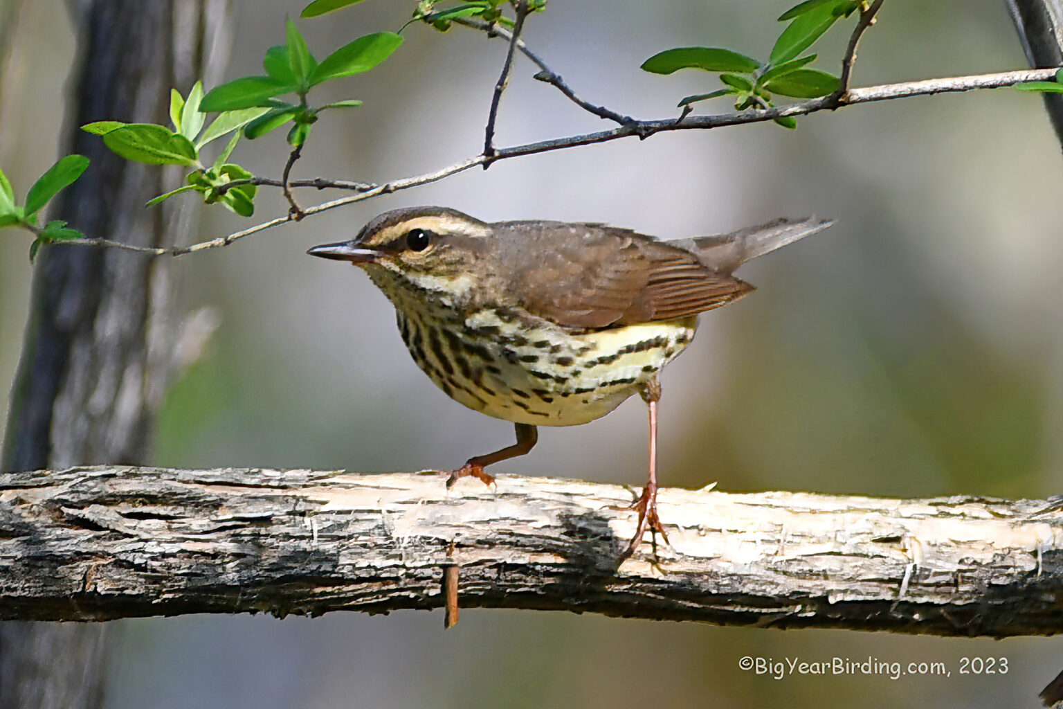 Hunting the Northern Waterthrush - Big Year Birding