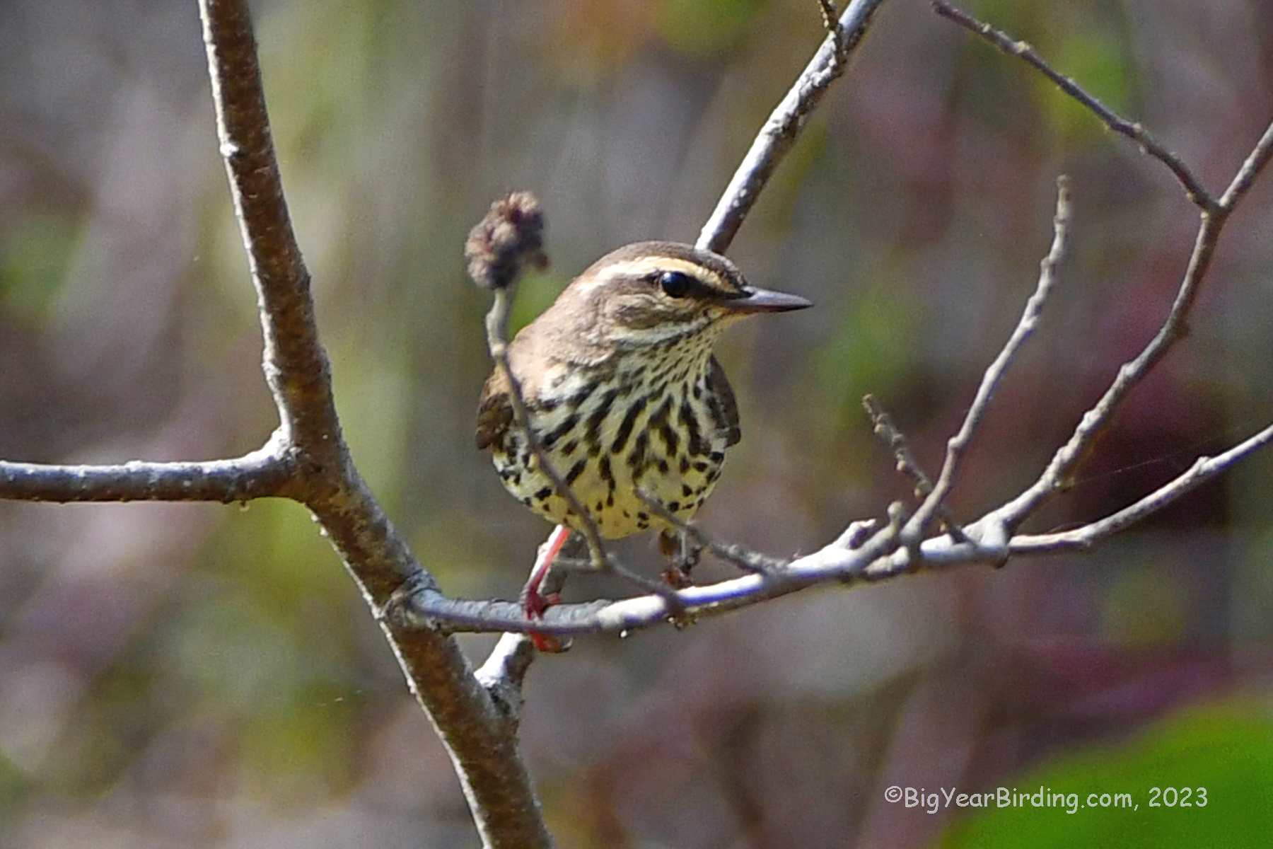 Hunting the Northern Waterthrush - Big Year Birding