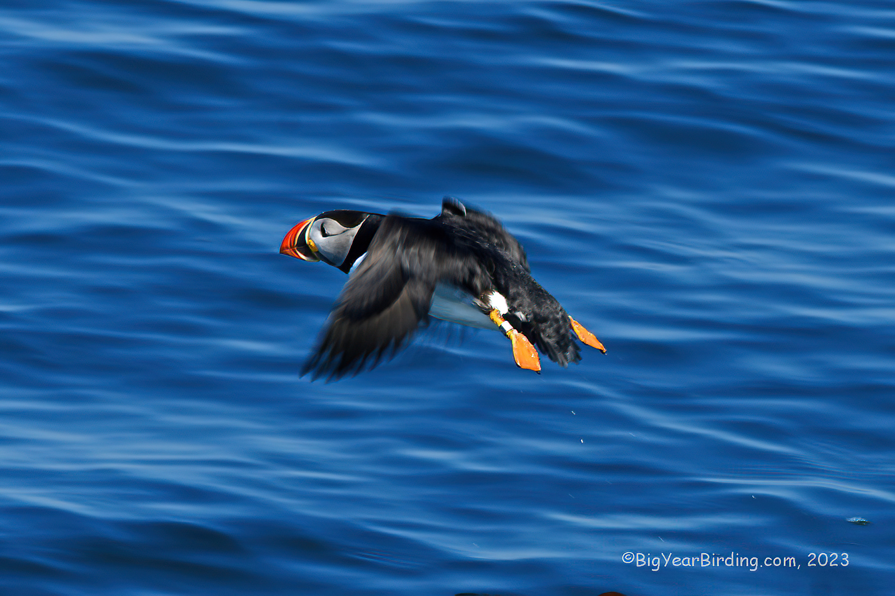 First Pelagic Trip of the Year - Big Year Birding