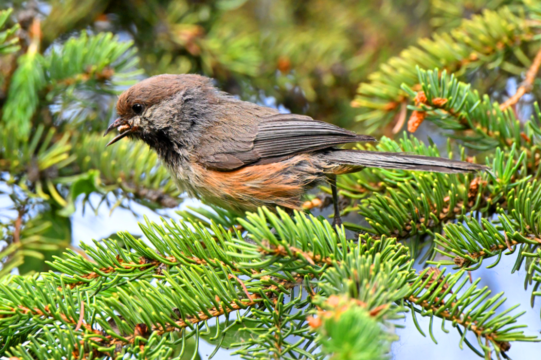 Black-backed Woodpecker Chick - Big Year Birding