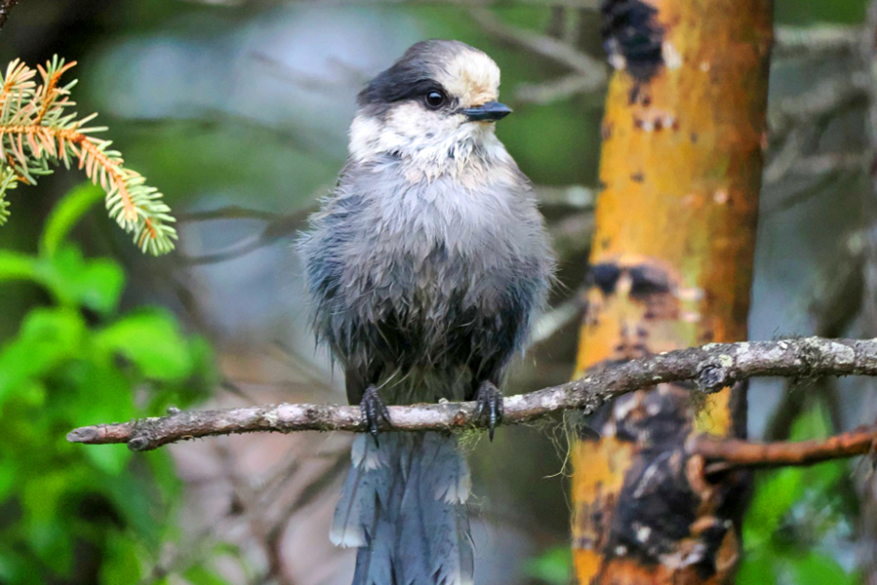 Black-backed Woodpecker Chick - Big Year Birding