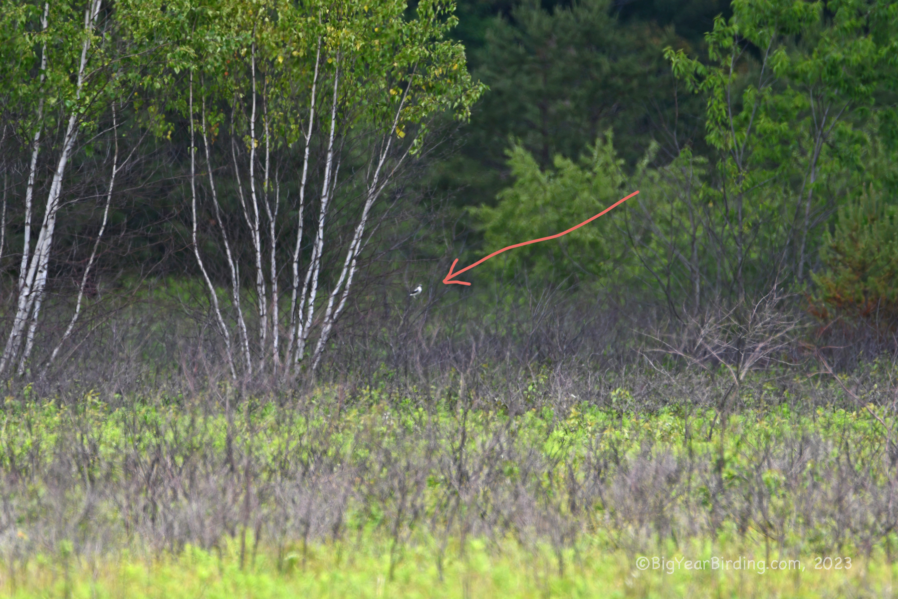 Loggerhead Shrike in Maine - Big Year Birding