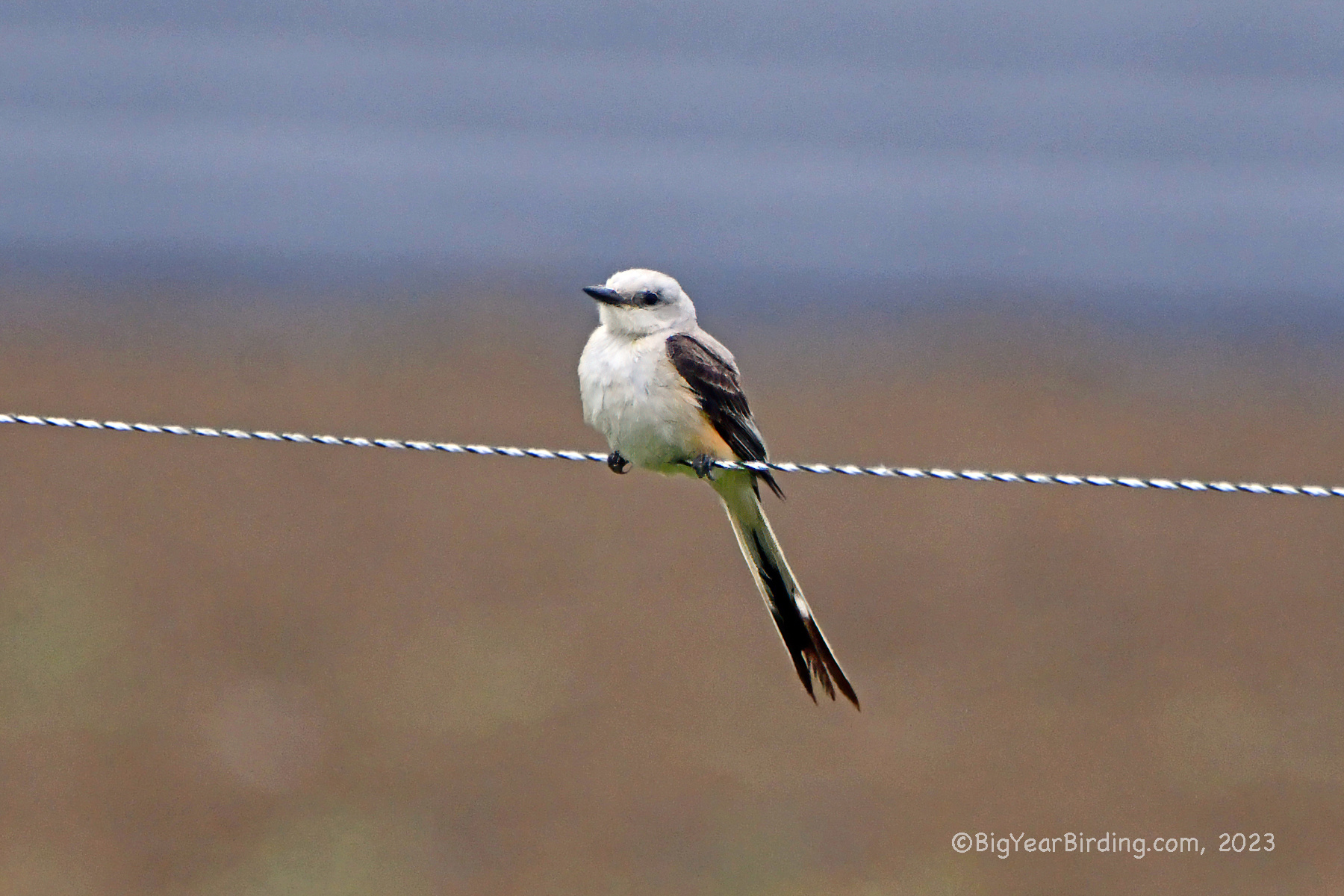 Scissor-tailed Flycatcher in Maine - Big Year Birding