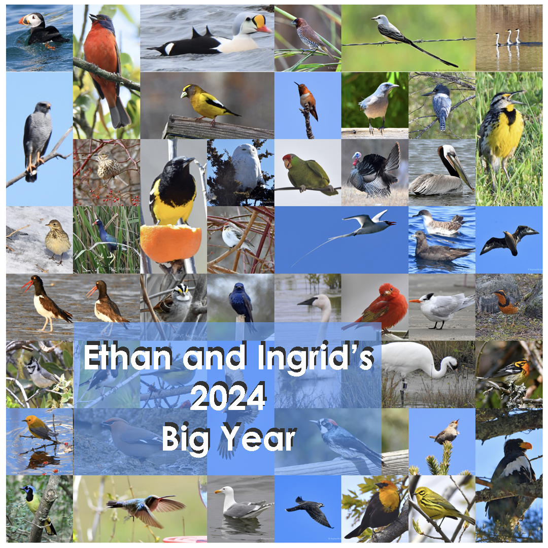 2024 Big Year (48 States) Gallery - Big Year Birding