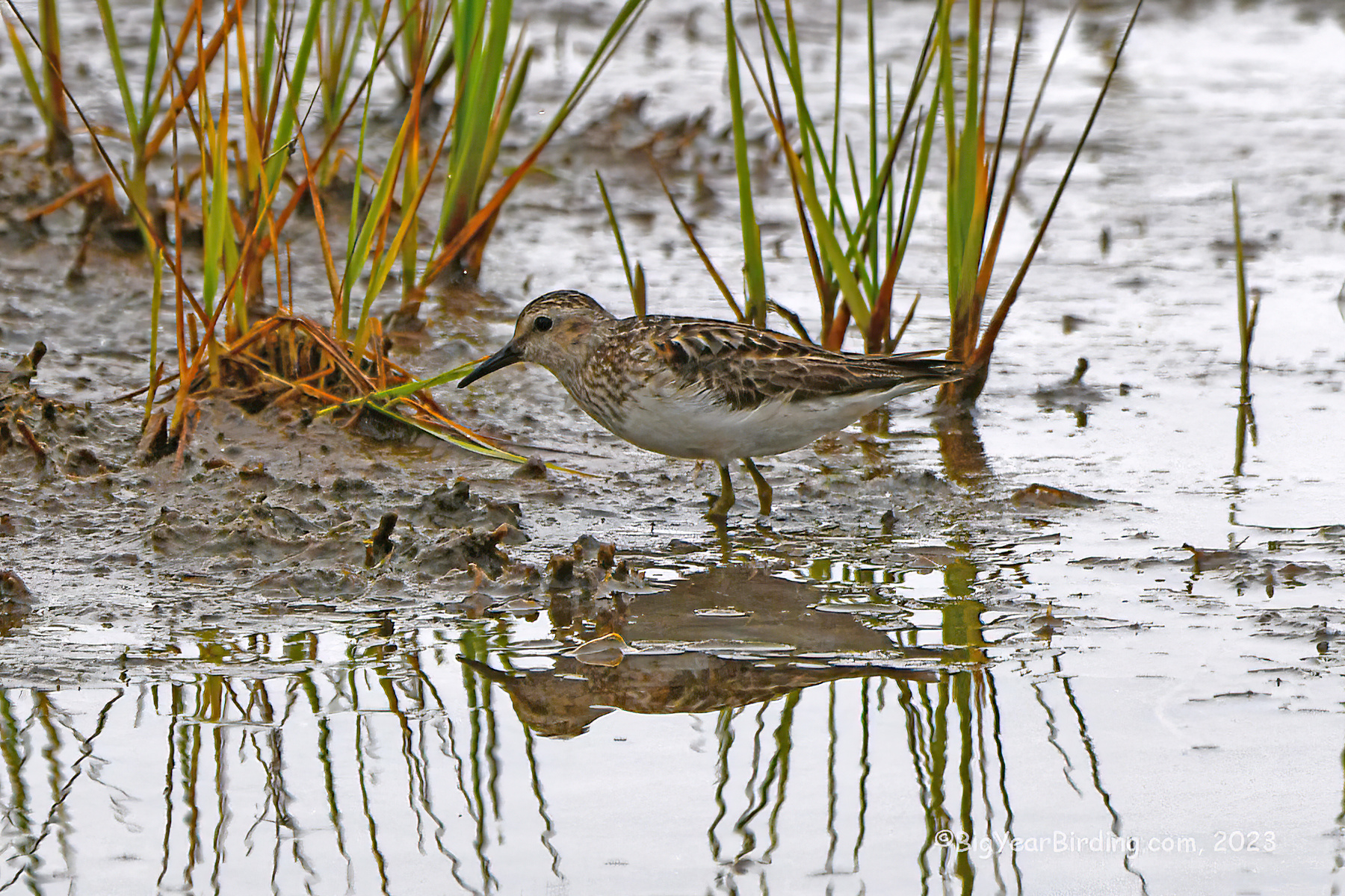Shorebird Migration Has Begun - Big Year Birding