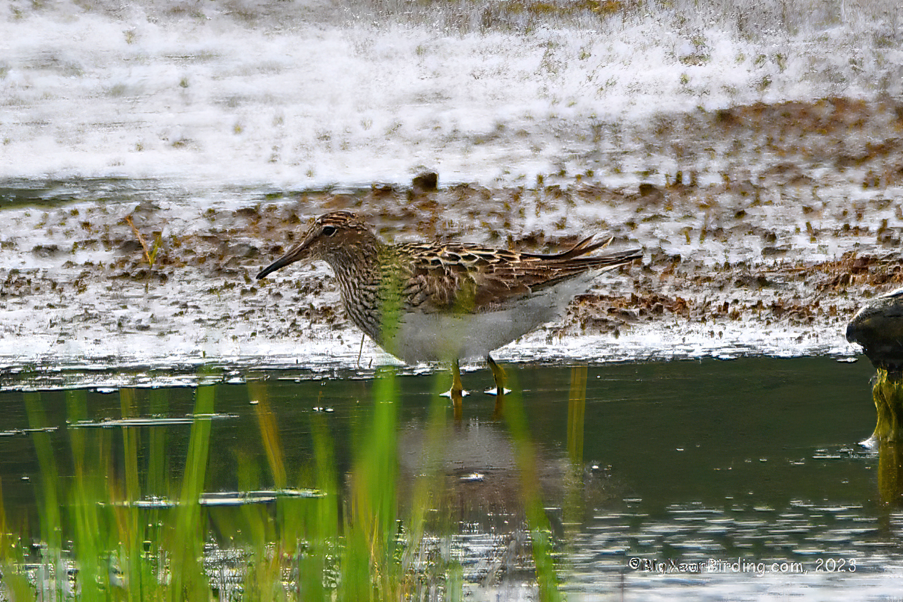Shorebird Migration Has Begun - Big Year Birding