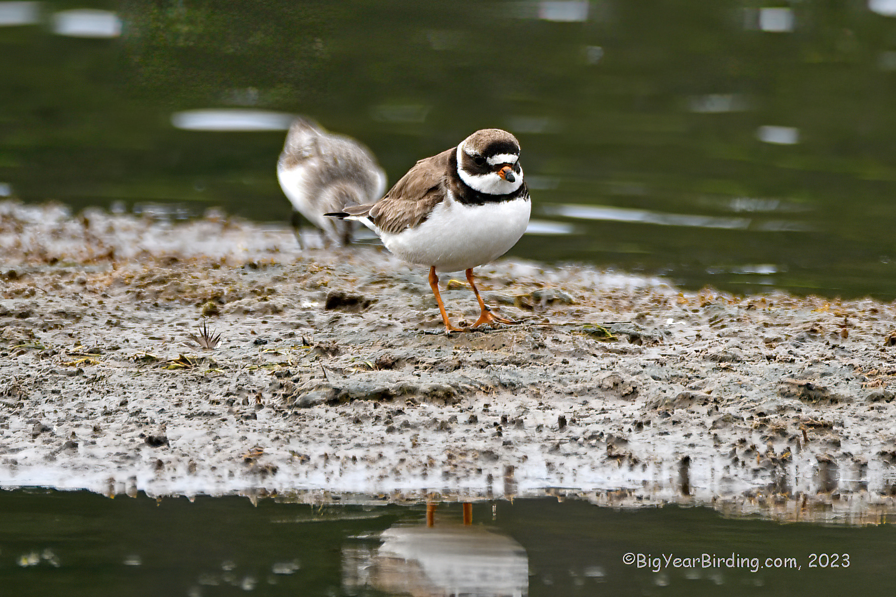 Shorebird Migration Has Begun - Big Year Birding