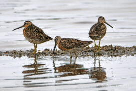 Shorebird Migration Has Begun - Big Year Birding