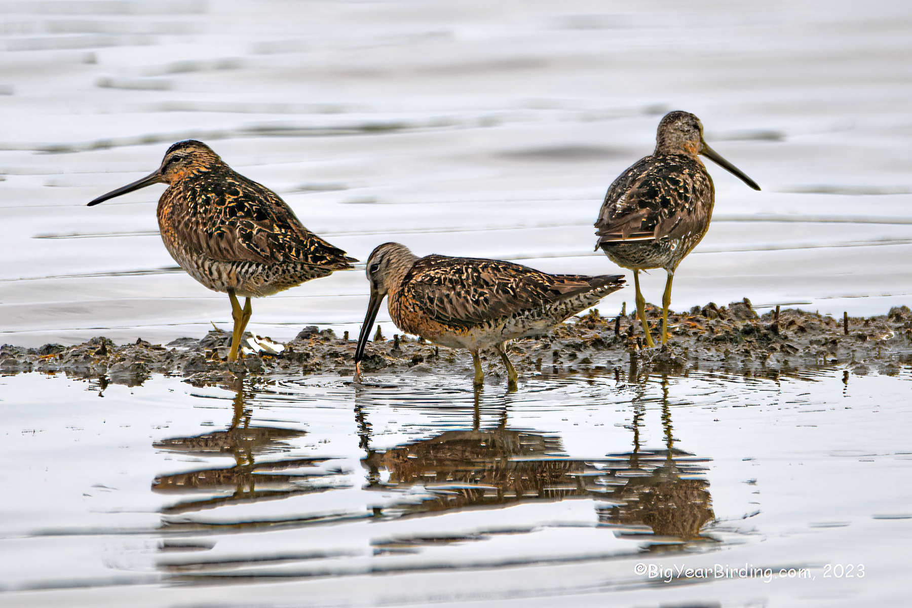 Shorebird Migration Has Begun - Big Year Birding