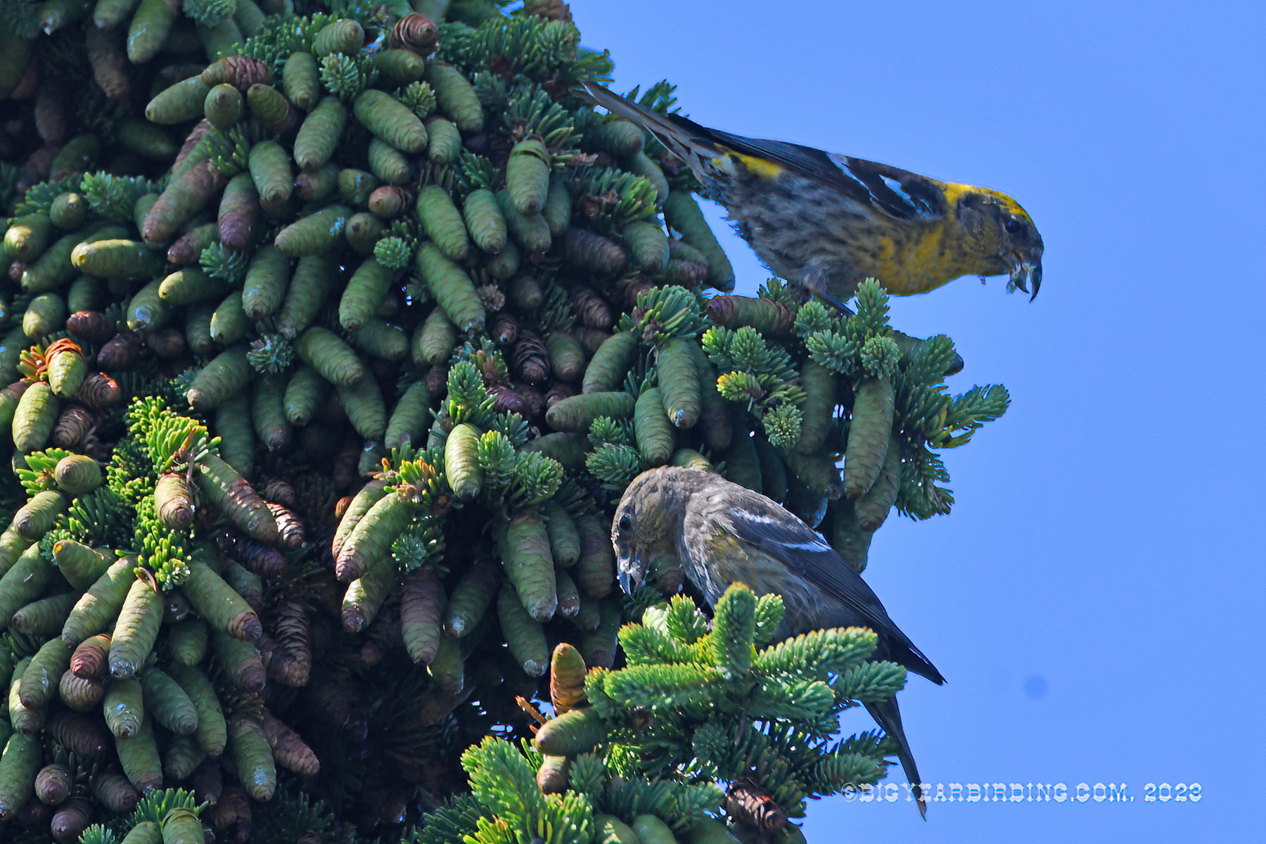 White-winged Crossbill - Big Year Birding