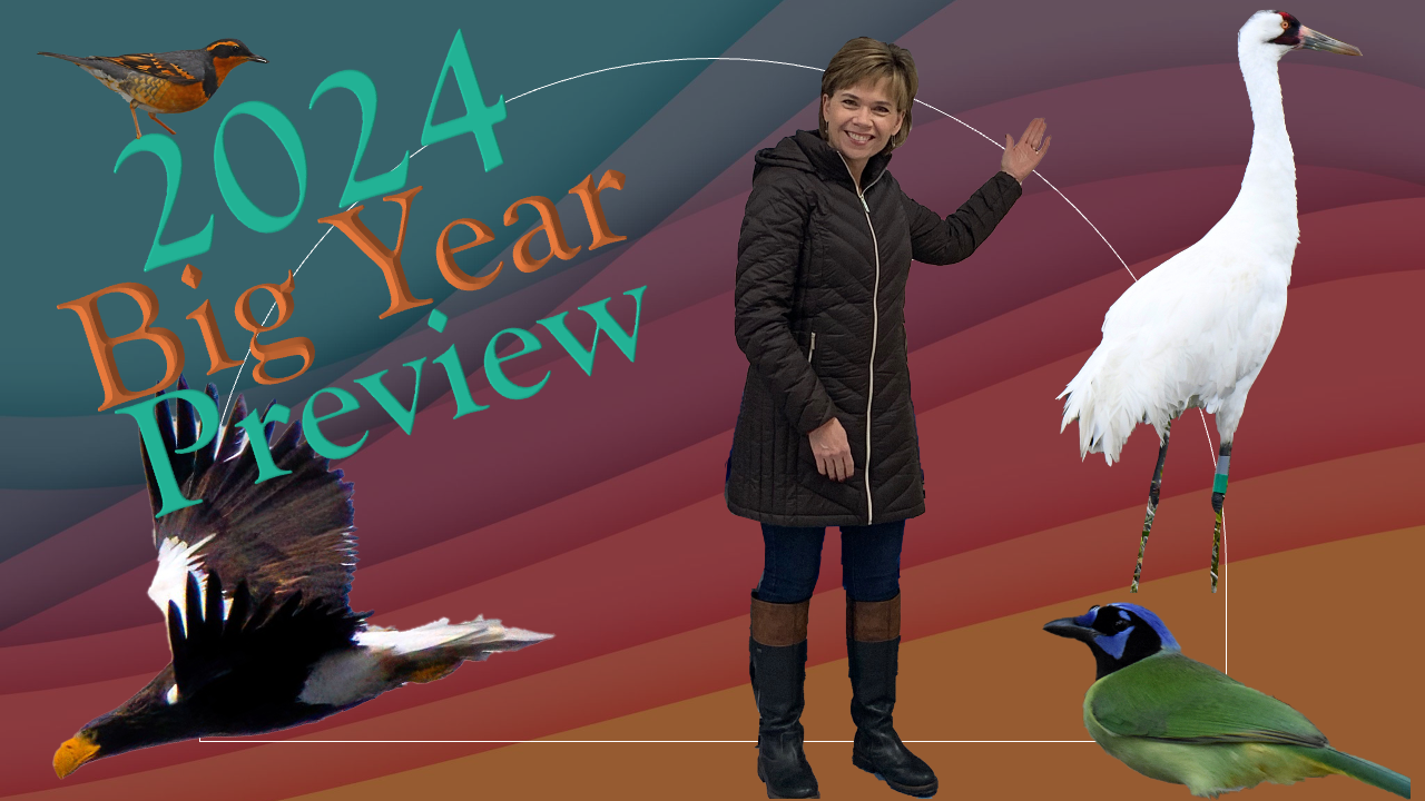 2024 Big Year Preview - Big Year Birding