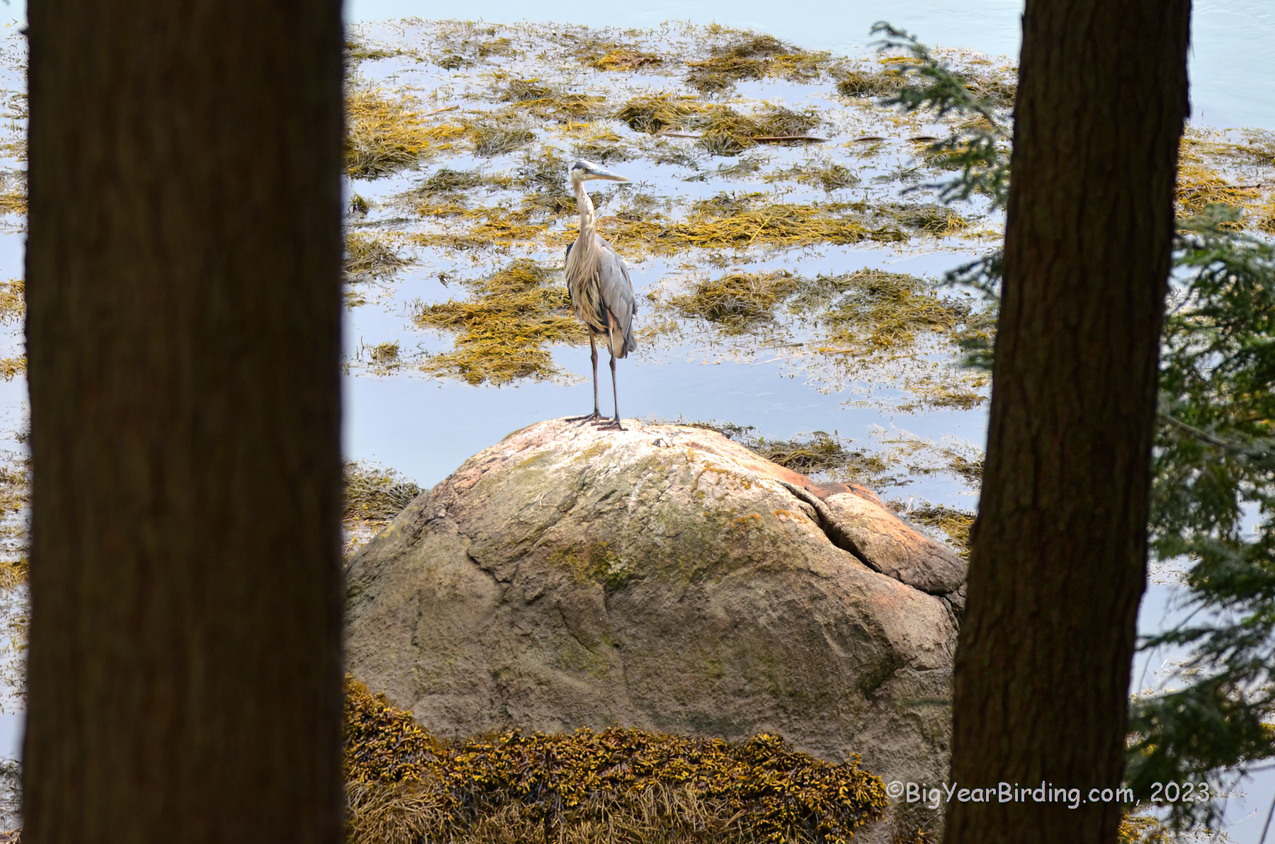 Birds of Leah's Rock - Big Year Birding