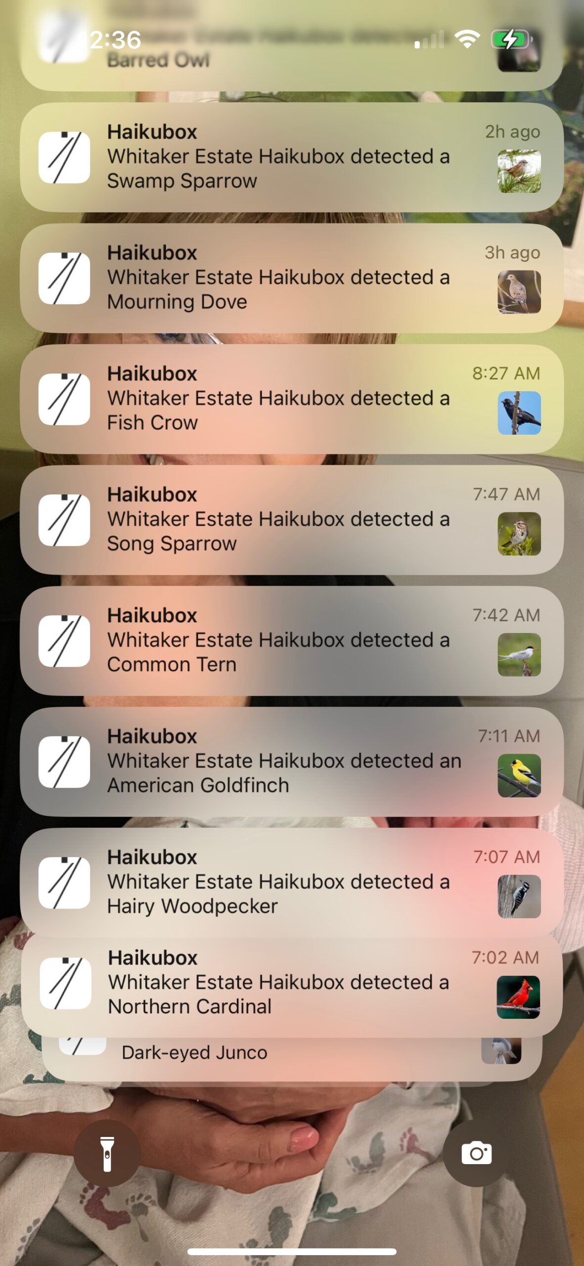 Haikubox - Big Year Birding