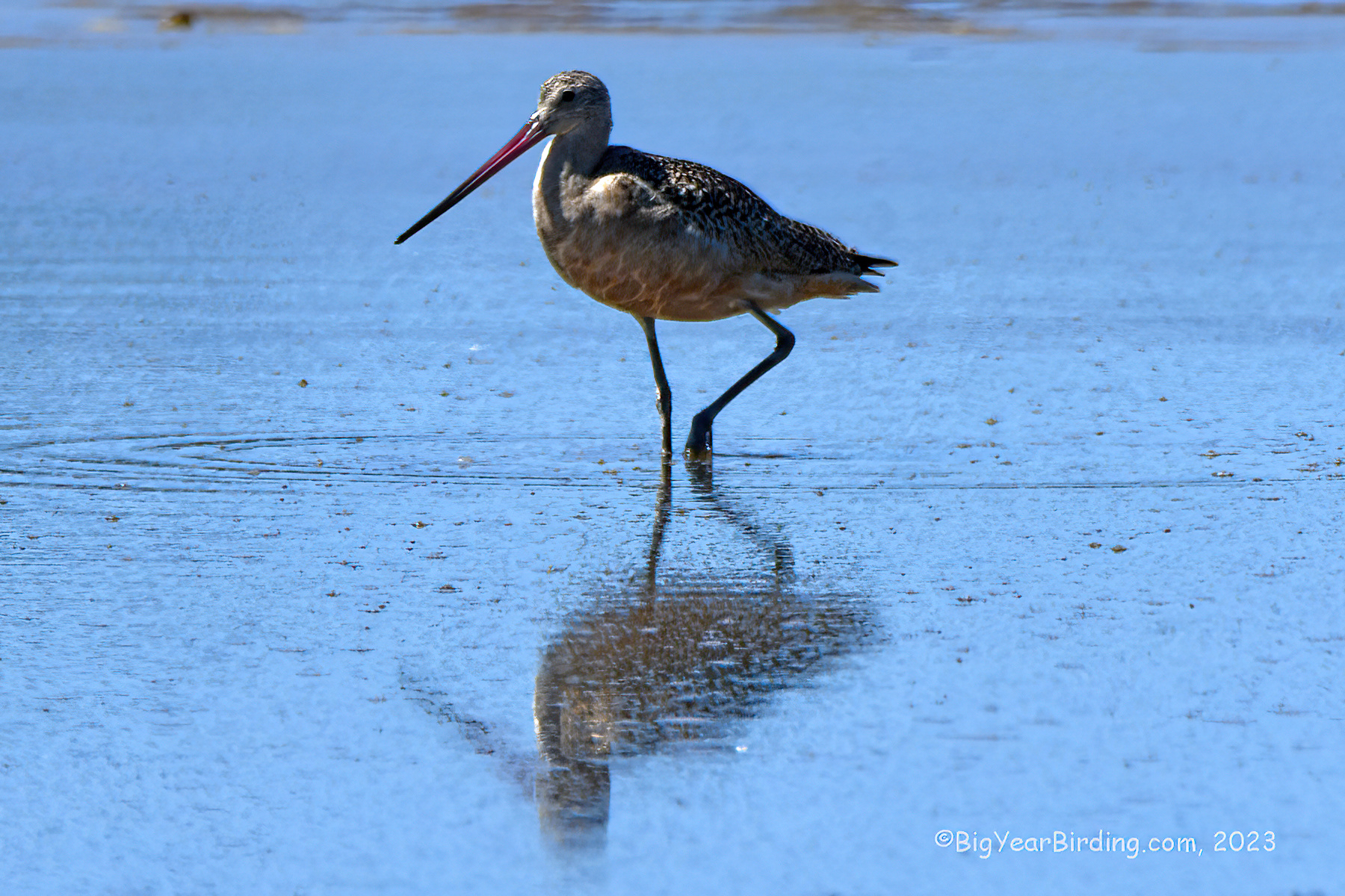 Marbled Godwit - Big Year Birding