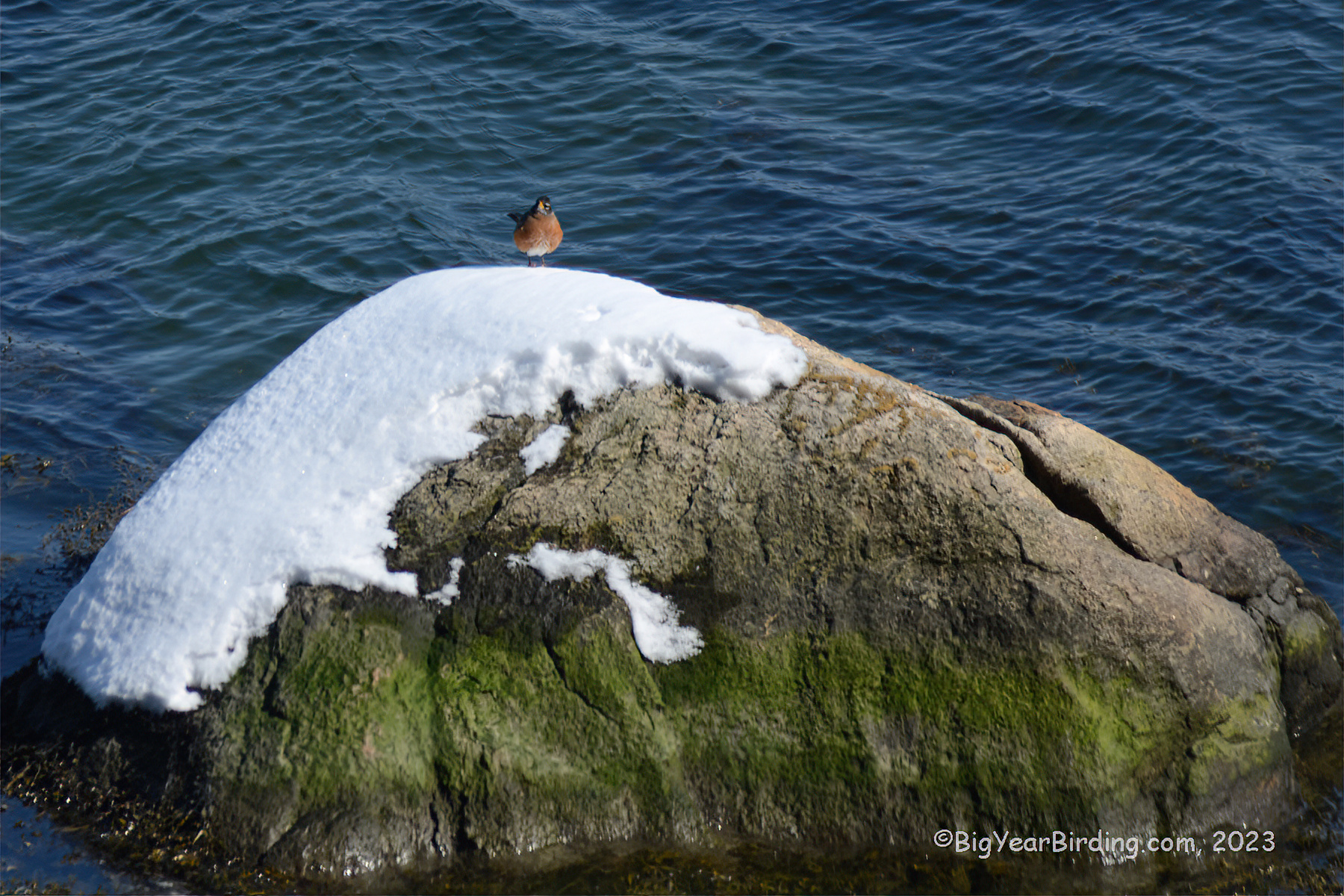Birds of Leah's Rock - Big Year Birding