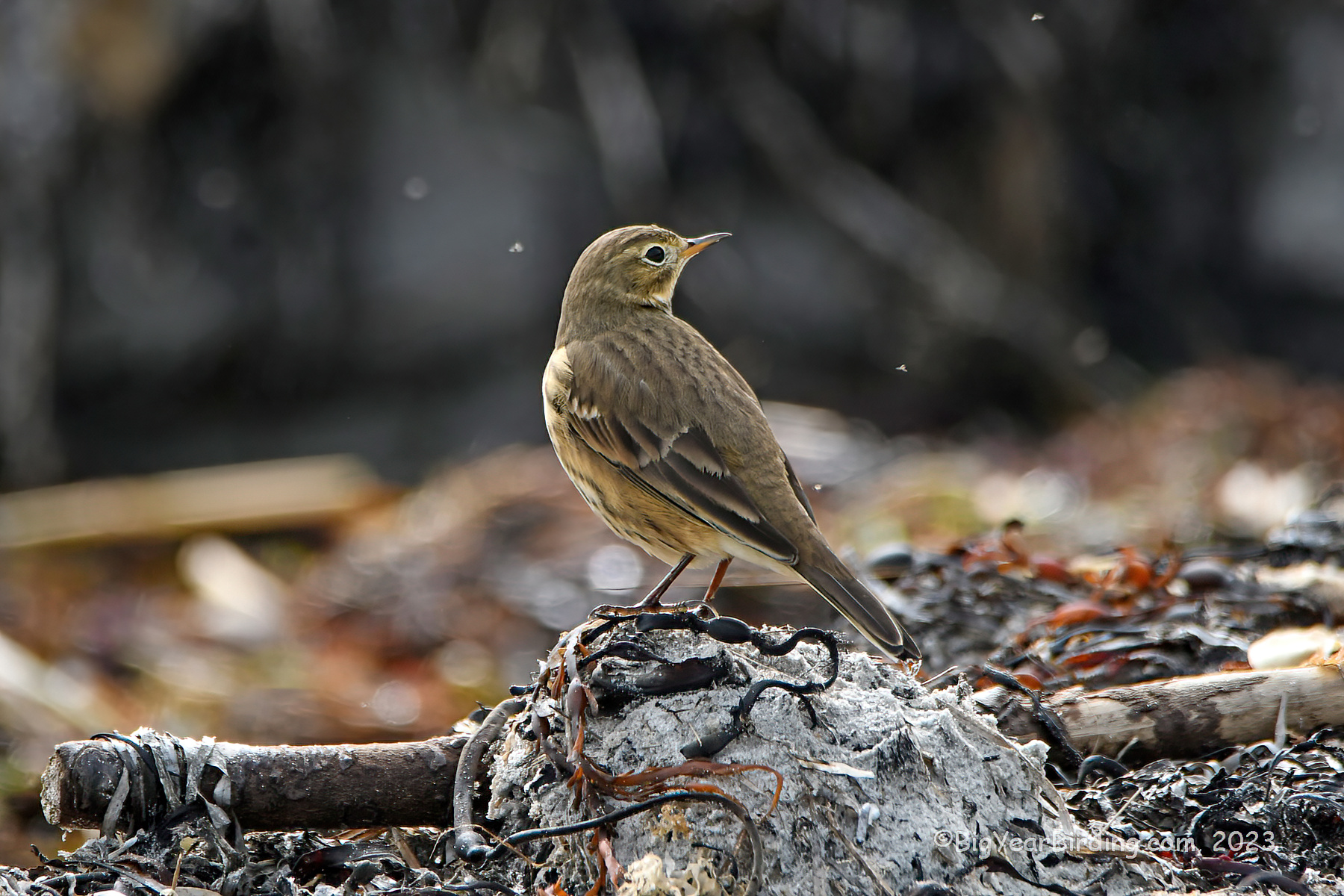American Pipits in the Wrack - Big Year Birding